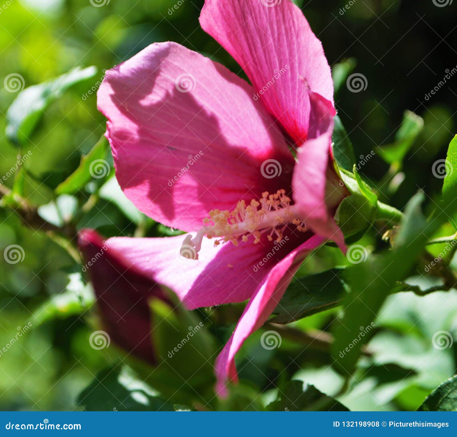Rose of Sharon Bud and Flower on the Bush Stock Photo - Image of macro ...
