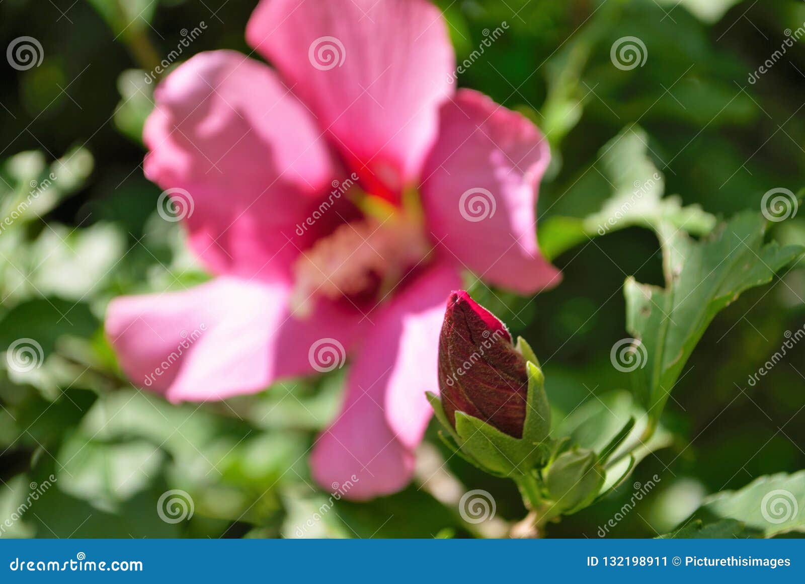 Rose of Sharon Bud and Flower on the Bush Stock Image - Image of ...