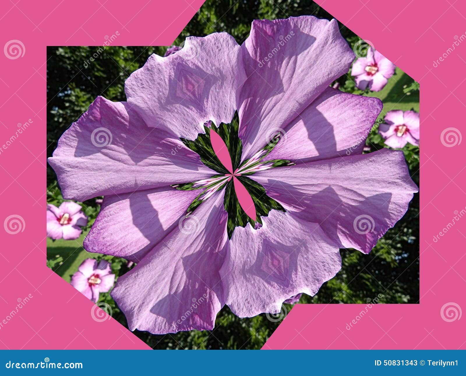 Rose of Sharon distorted stock image. Image of decorative - 50831343