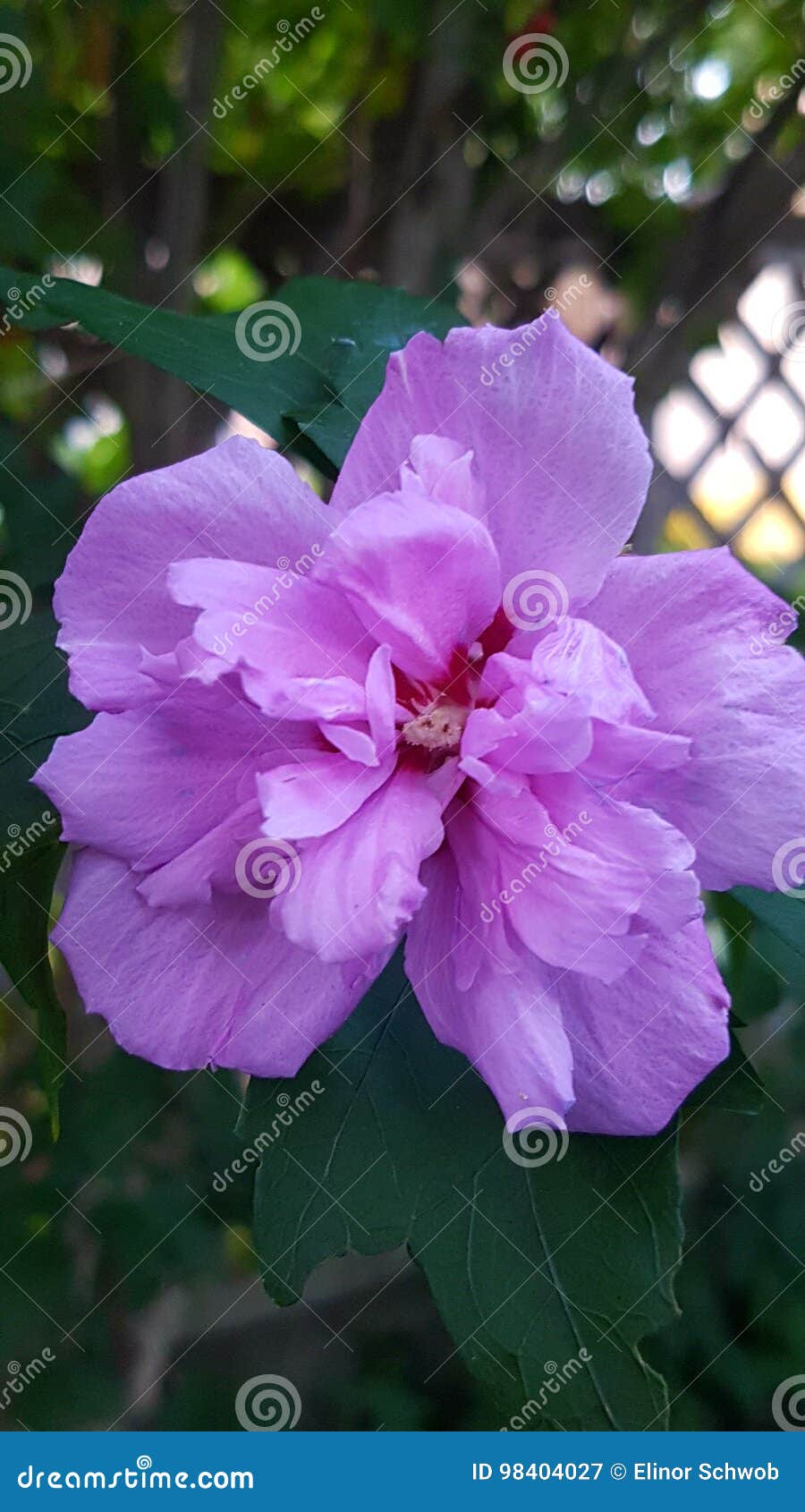 Rose of Sharon stock image. Image of sharon, rose, double - 98404027