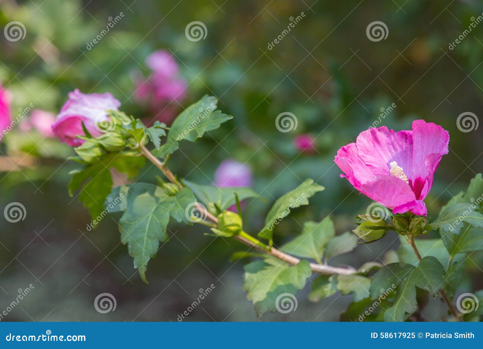 Rose of Sharon flower stock image. Image of beautiful - 58617925