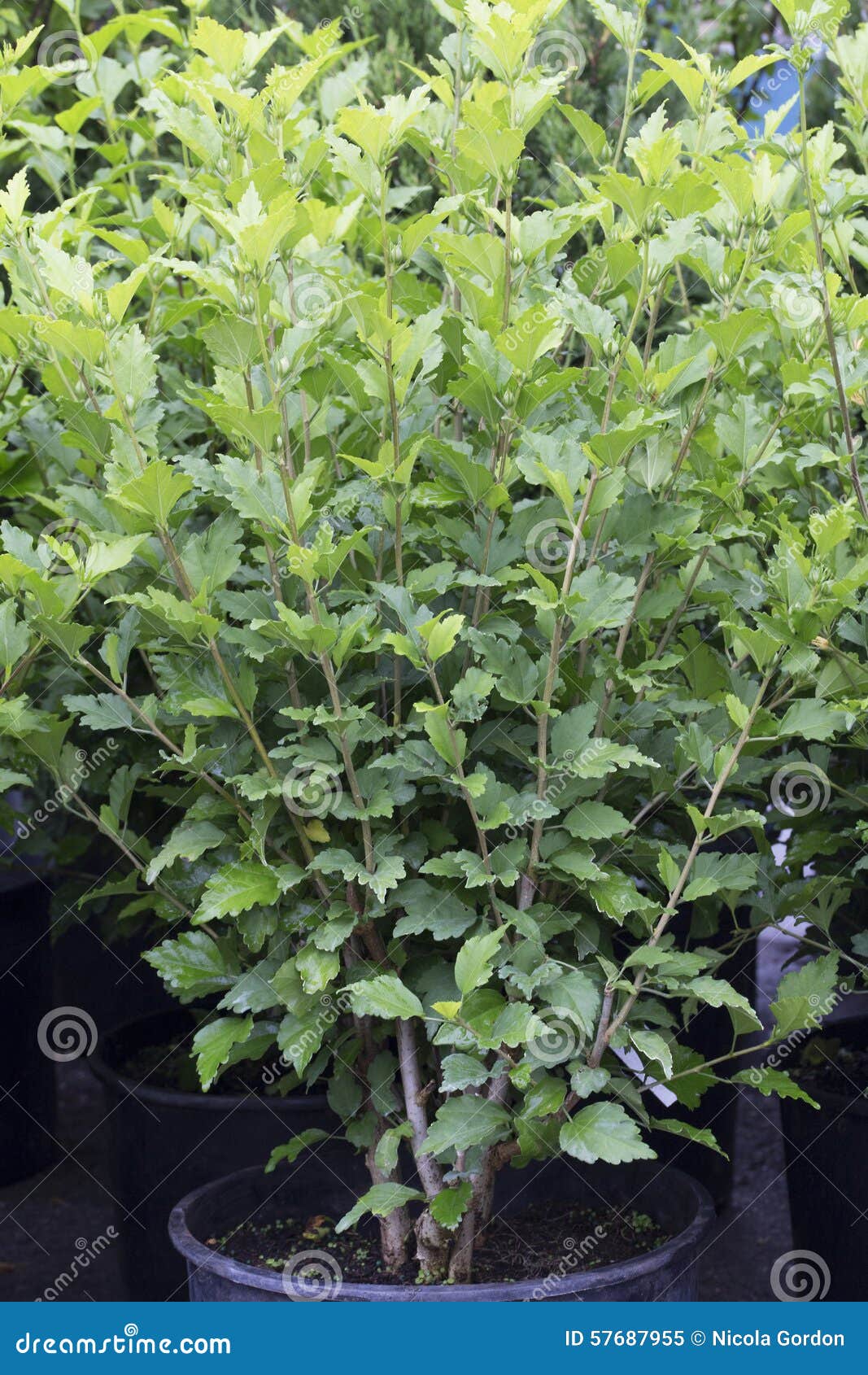 Rose of Sharon - Pink Giant Stock Image - Image of plant, nature: 57687955