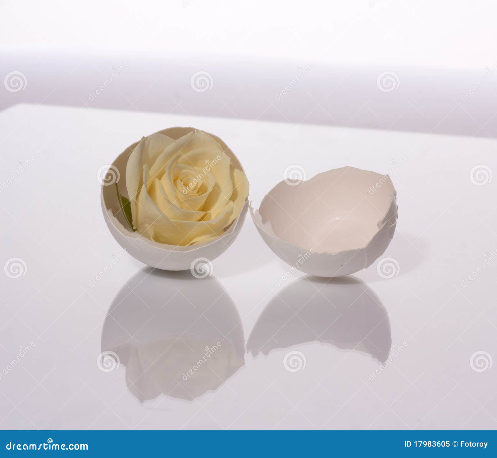 Rose in a shell stock image. Image of beautiful, nature - 17983605