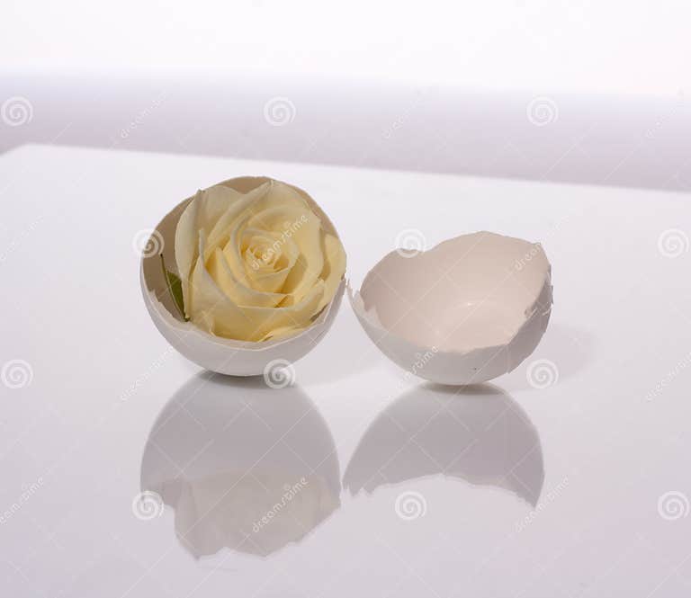Rose in a shell stock image. Image of beautiful, nature - 17983605