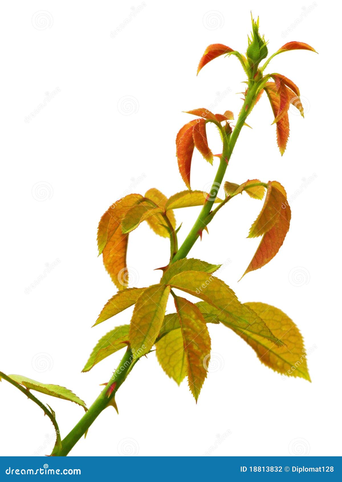 Rose shoot stock photo. Image of macro, leaf, young, bright - 18813832