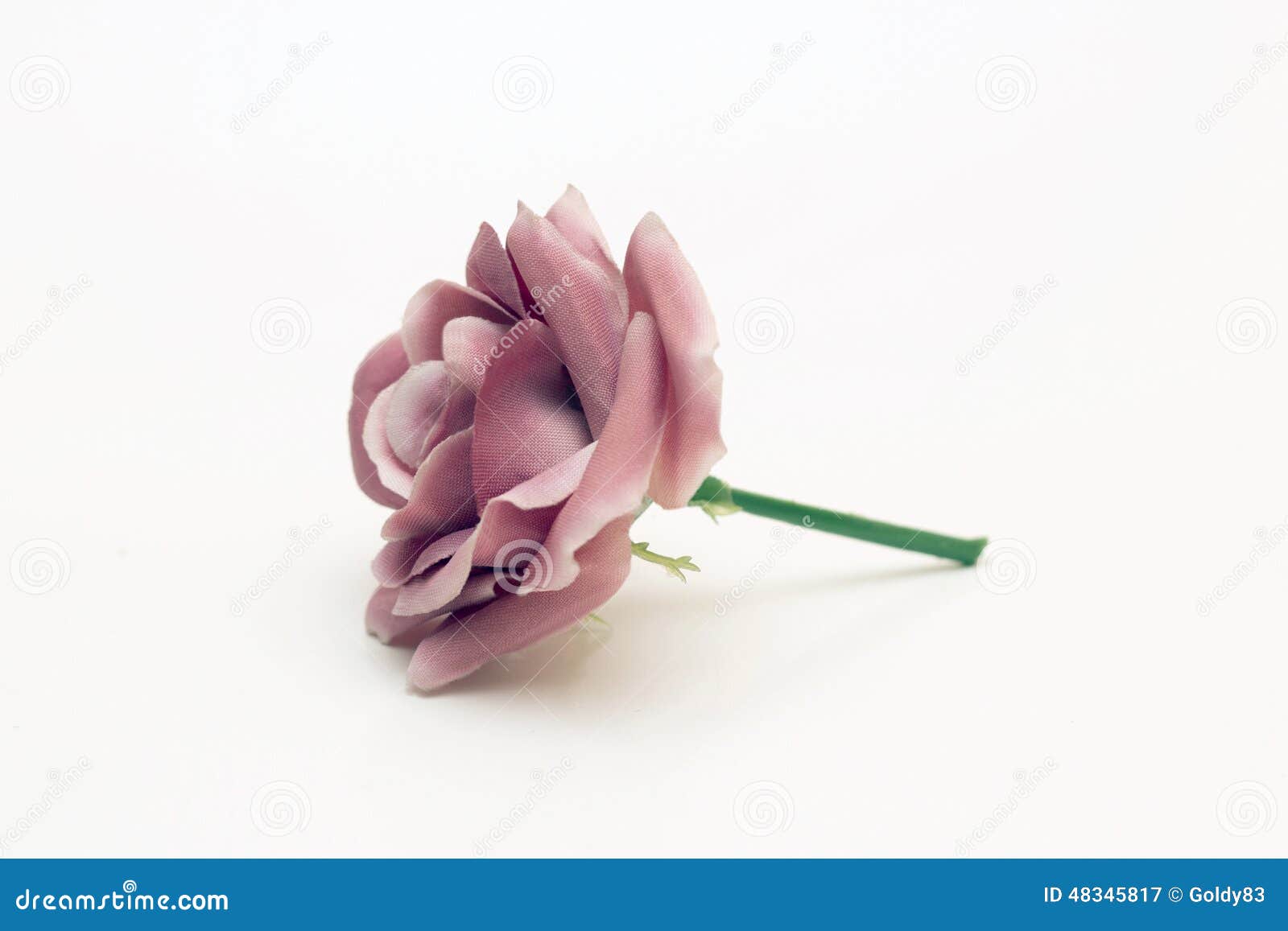 Rose, side view stock image. Image of celebration, romance - 48345817