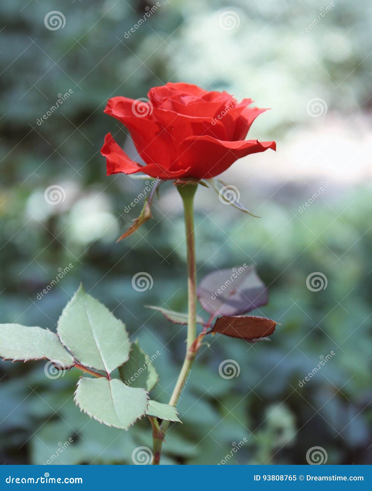 Rose stock image. Image of rose, nature, simply, romance - 93808765