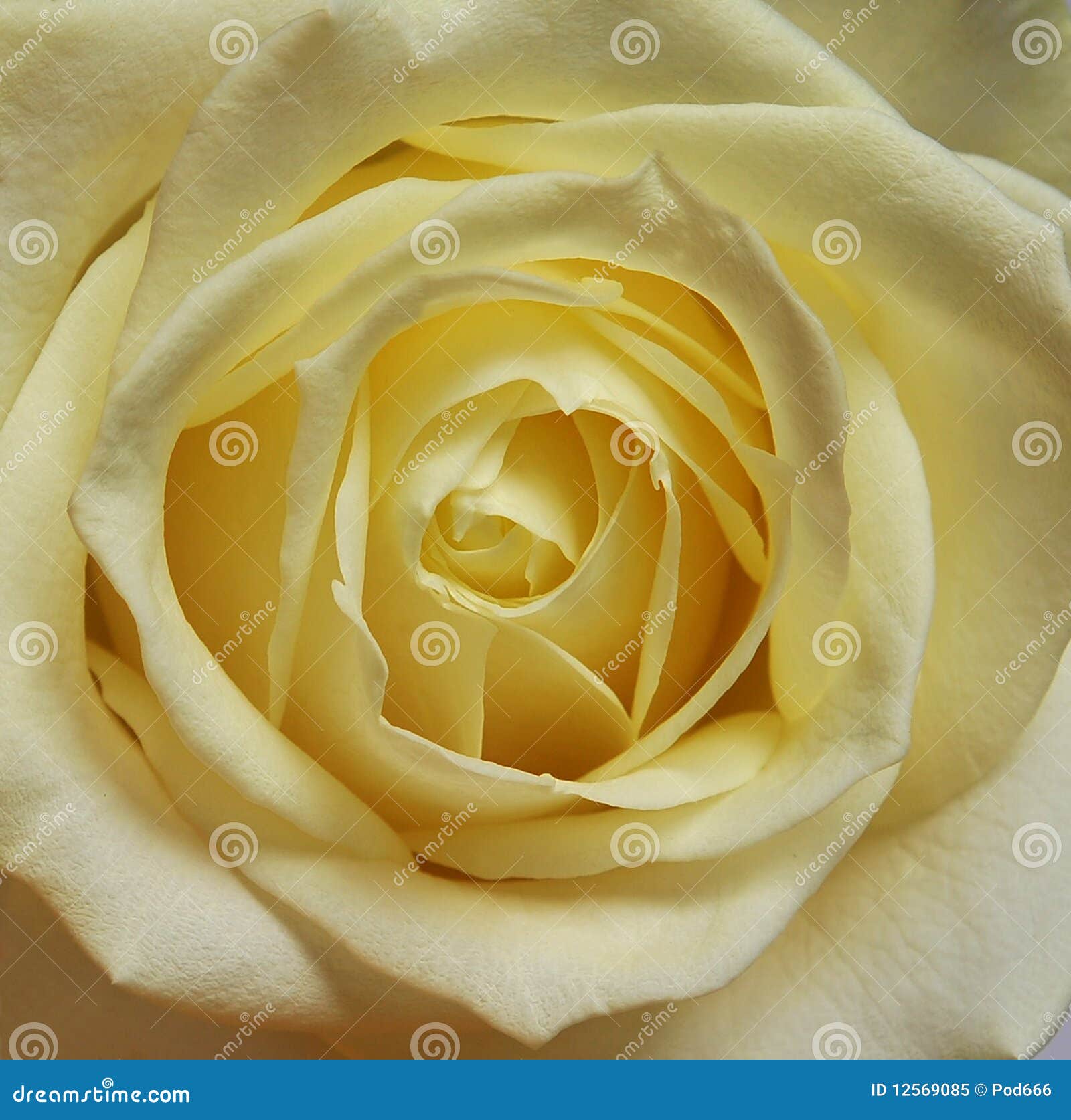 Rose Single Cream White Bloom Stock Image - Image of bright, color ...