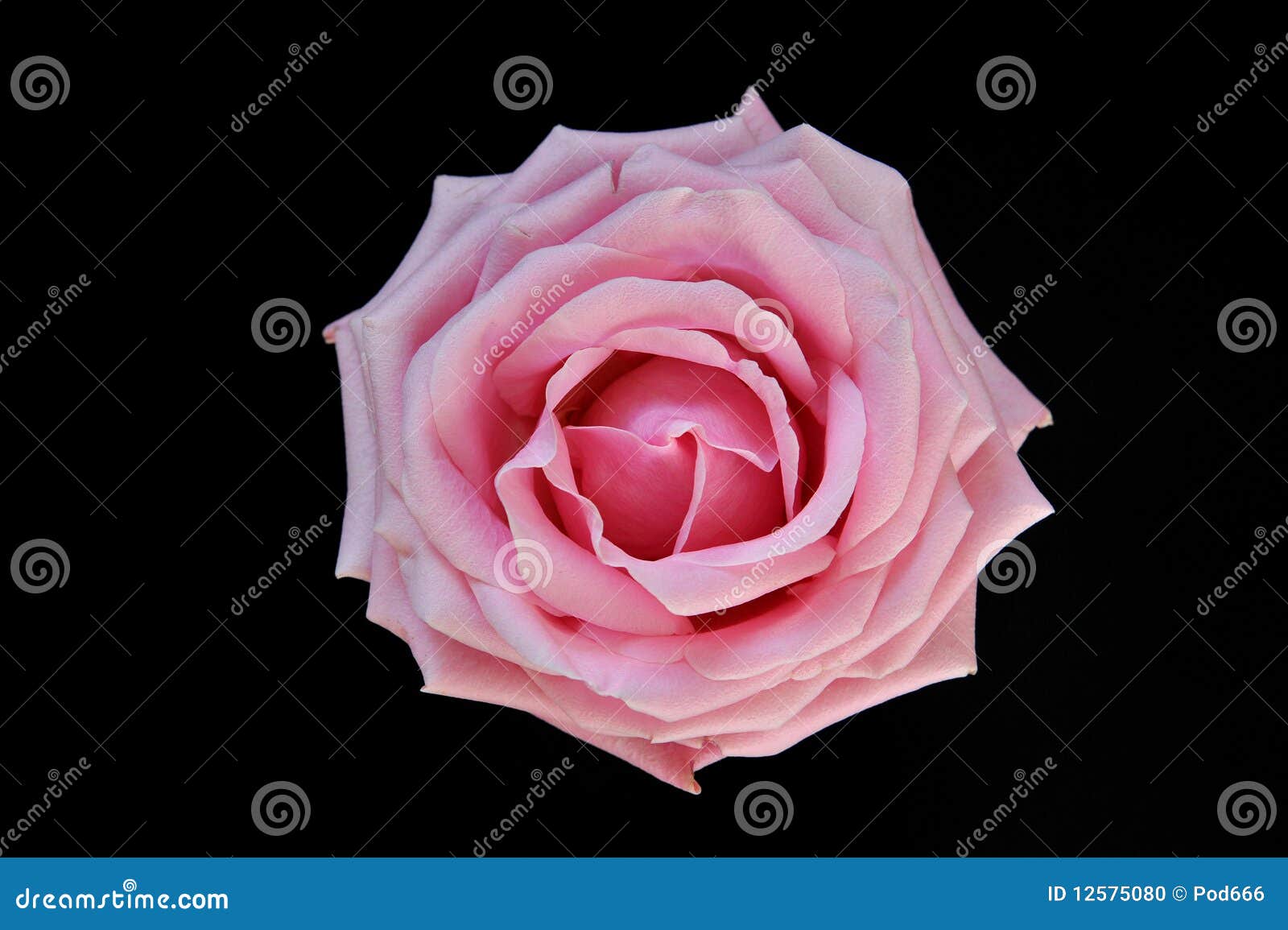 Rose single pink bloom stock photo. Image of expensive - 12575080