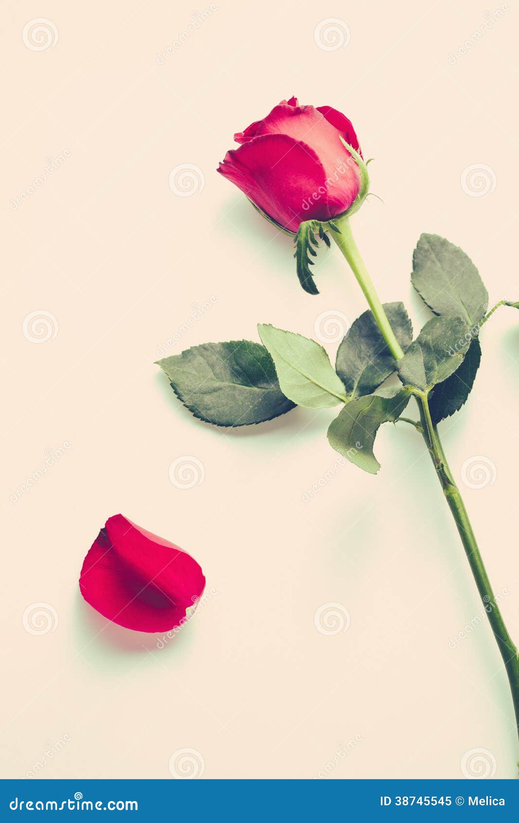 Rose With Single Petal Falling