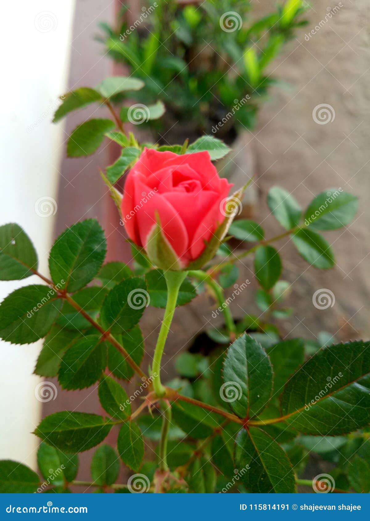 Rose stock image. Image of cute, small, single, rose - 115814191