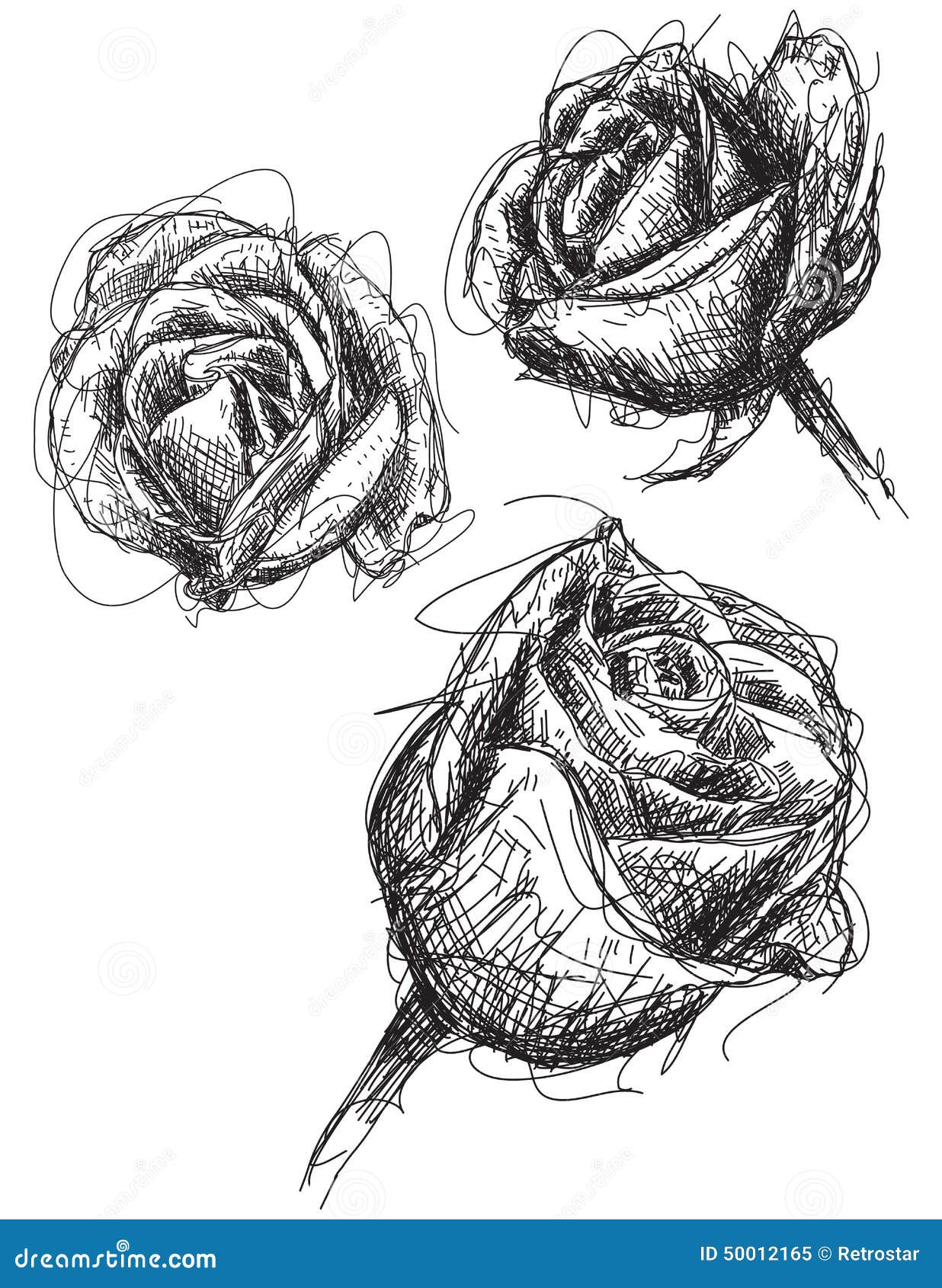 Rose sketches stock vector. Illustration of design, vector - 50012165