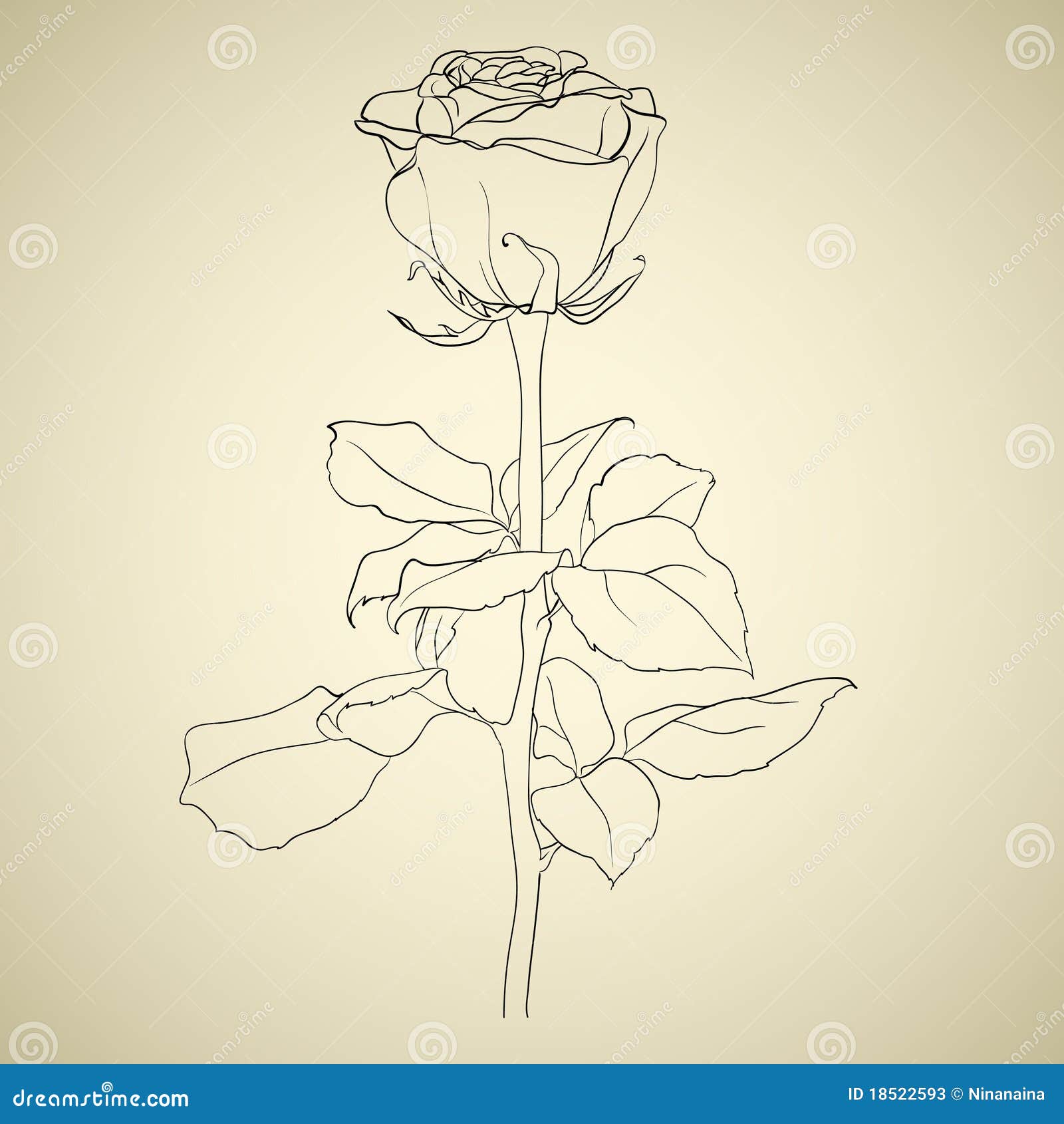 Rose, Skizze vektor abbildung. Illustration von papier - 18522593