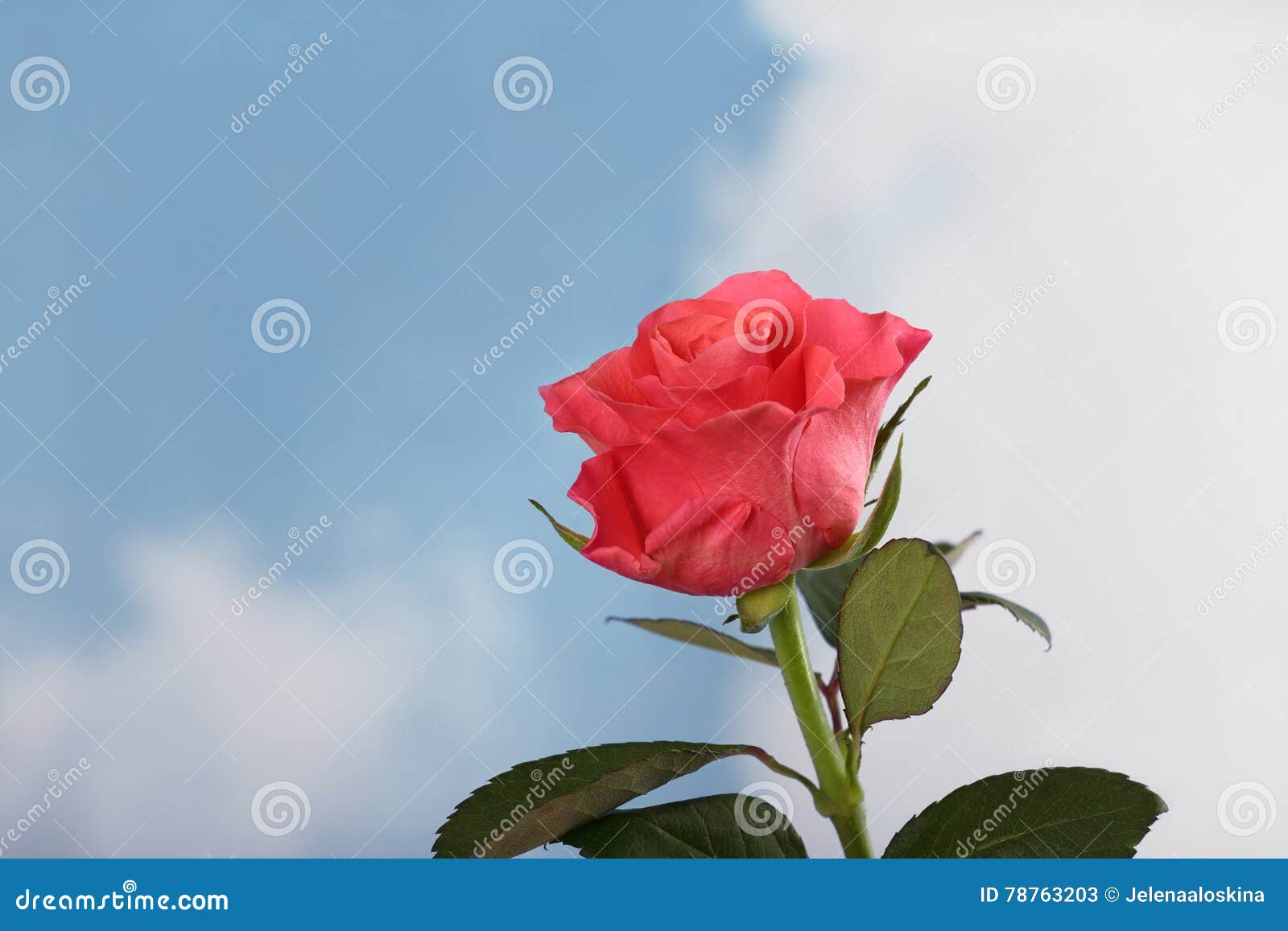 Rose on sky background stock image. Image of freedom - 78763203