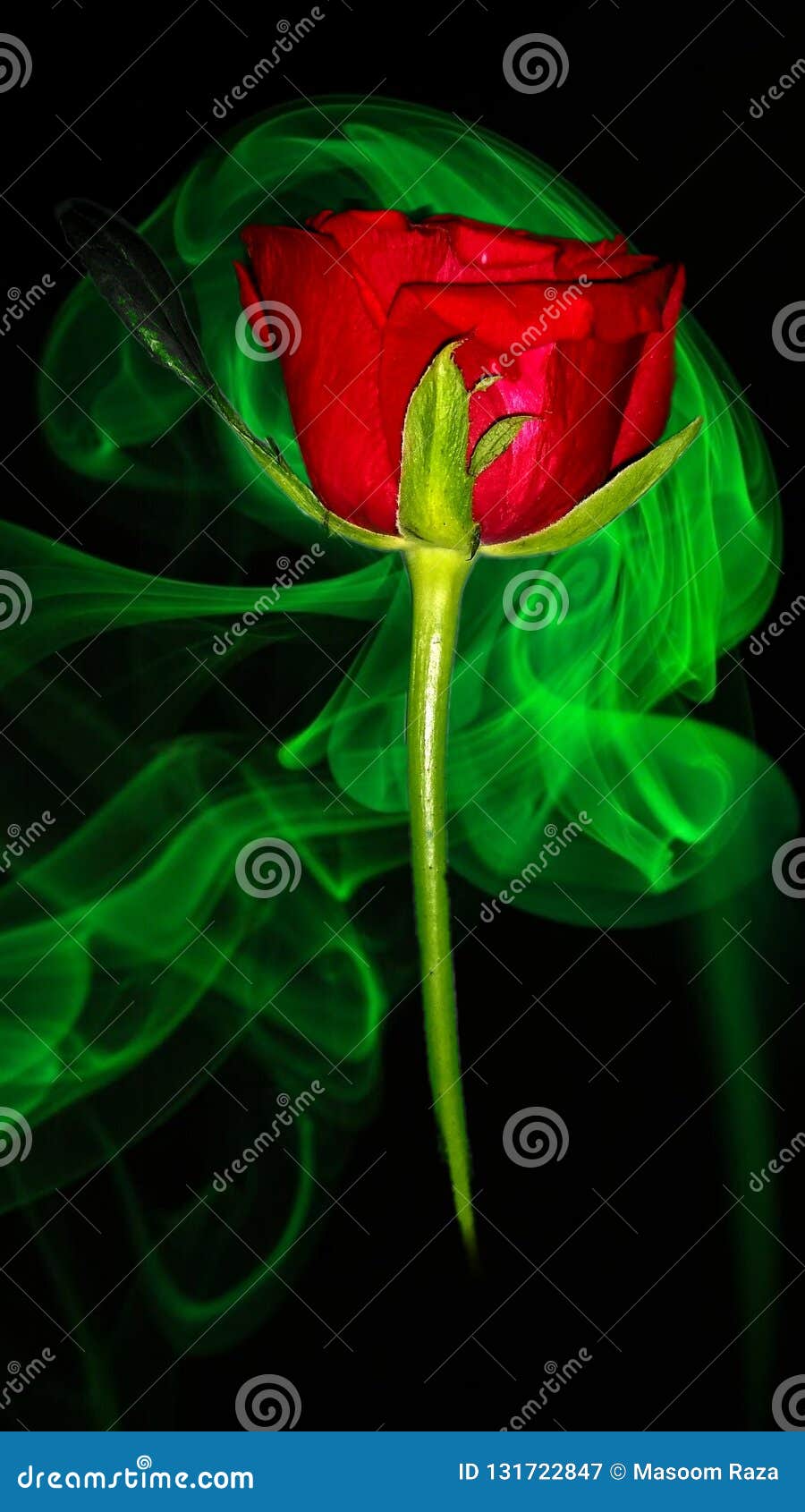 Rose editorial photography. Image of rose, flower, smoke - 131722847