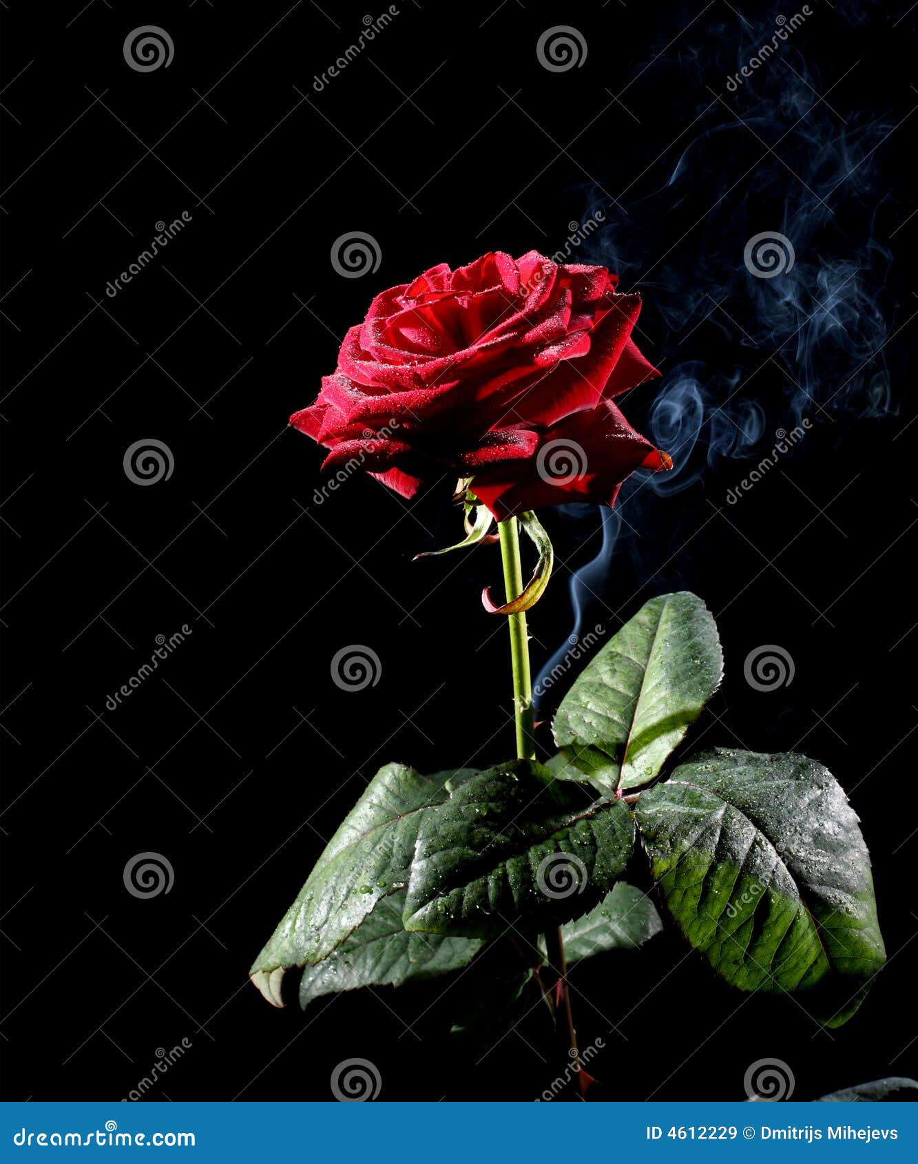 Rose and smoke stock image. Image of mystical, green, drop - 4612229