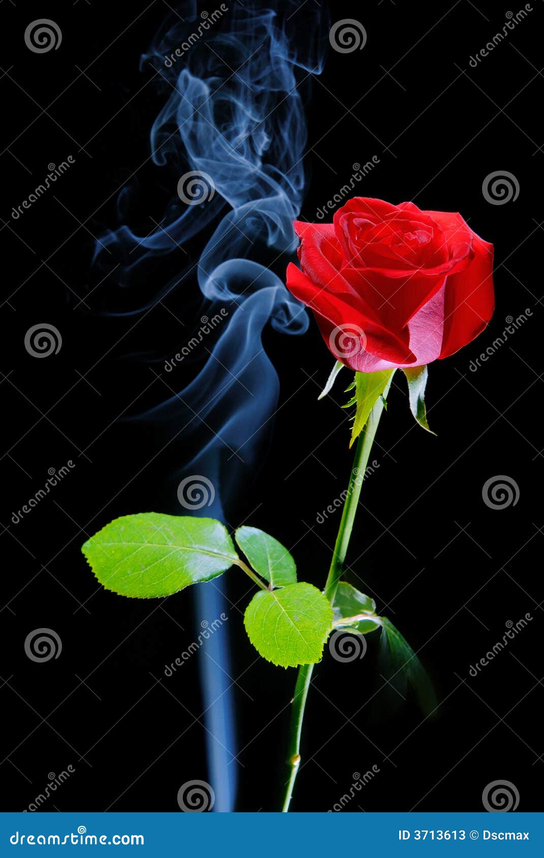 Rose and Smoke on Black Background Stock Image - Image of roses ...