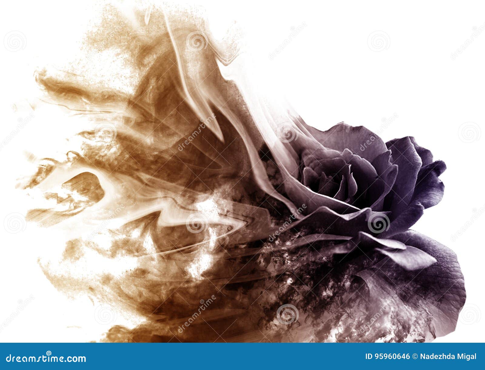 The rose from the smoke stock photo. Image of beautiful - 95960646