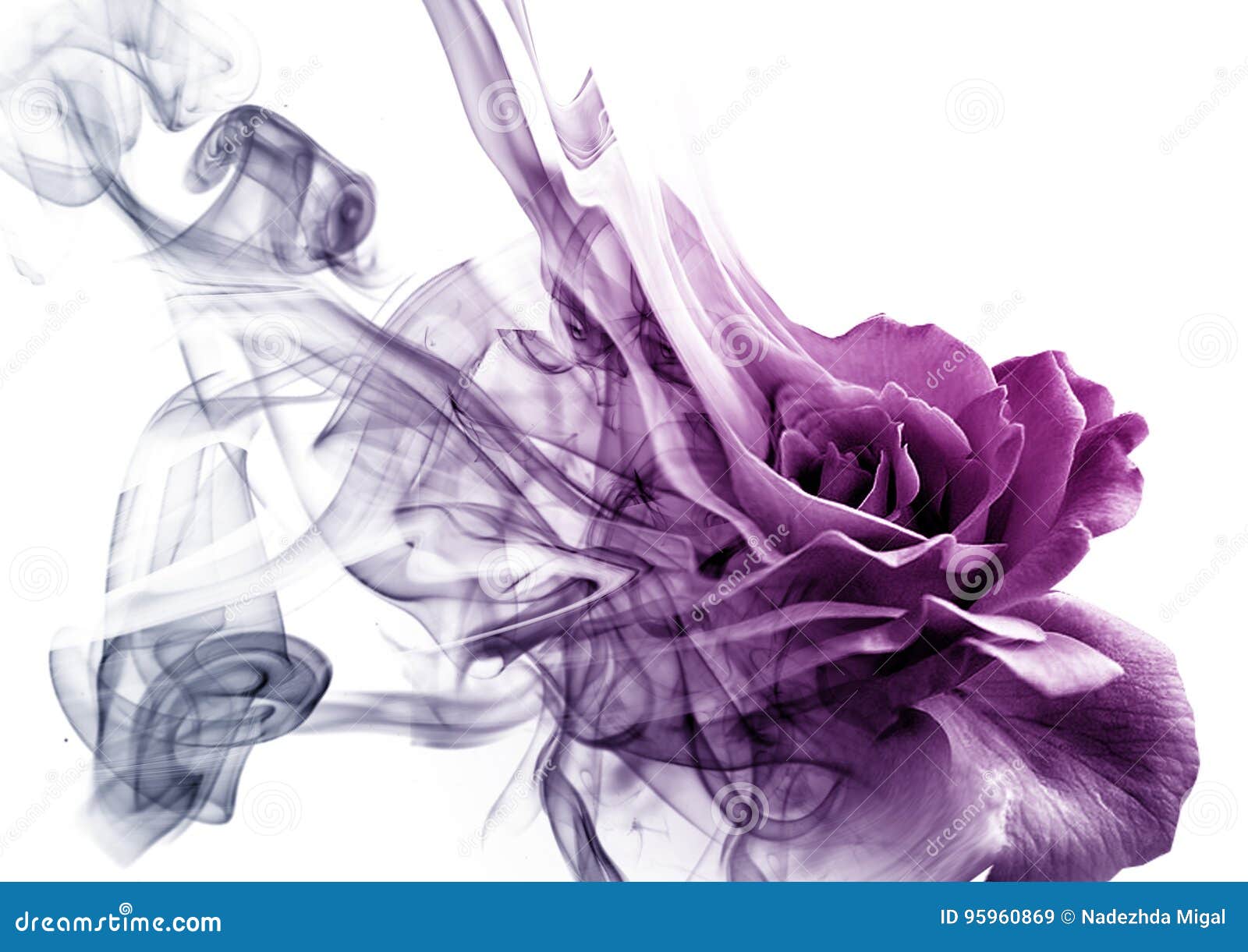 The rose from the smoke stock image. Image of beautiful - 95960869