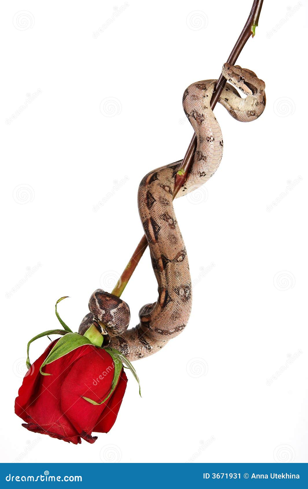 Snare Snake Stock Photos - Free & Royalty-Free Stock Photos from Dreamstime