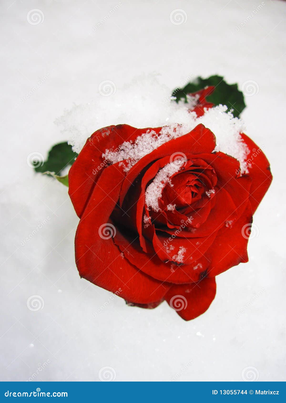 Rose in snow stock photo. Image of flower, garden, winter - 13055744