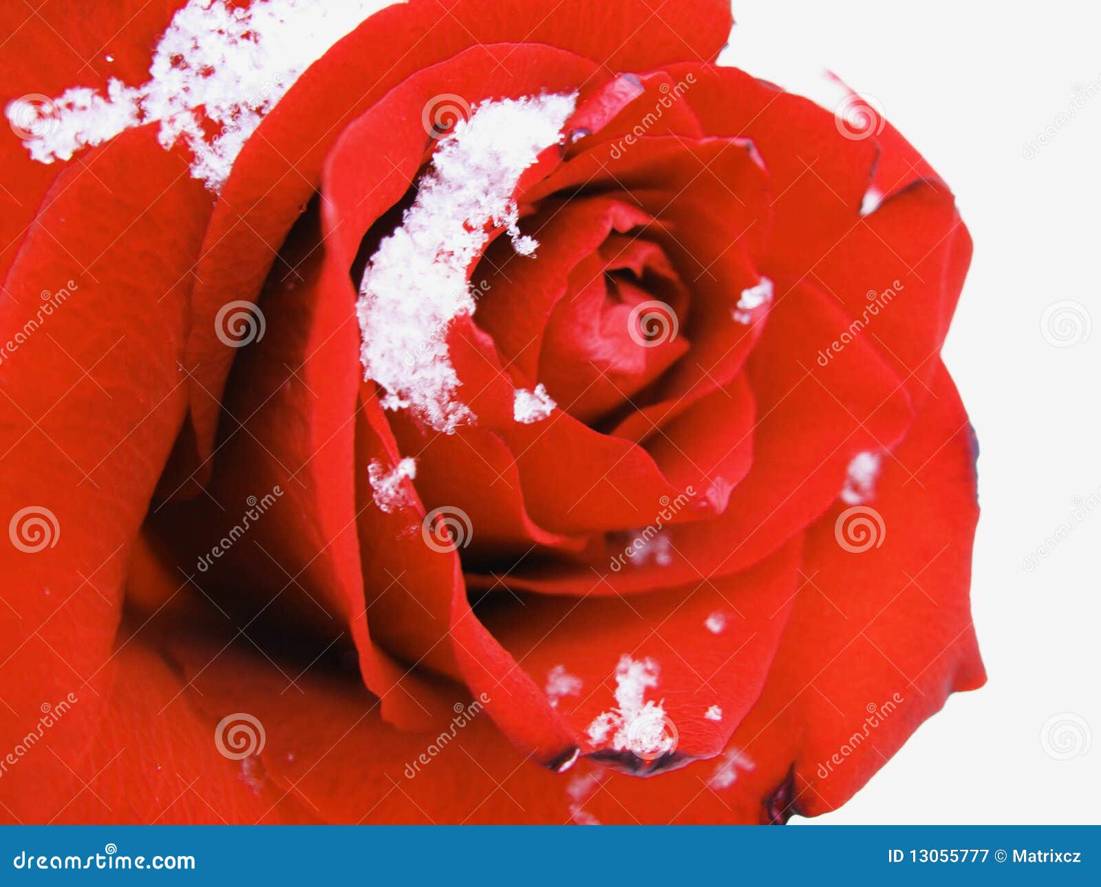 Rose in snow stock image. Image of season, rose, flower - 13055777