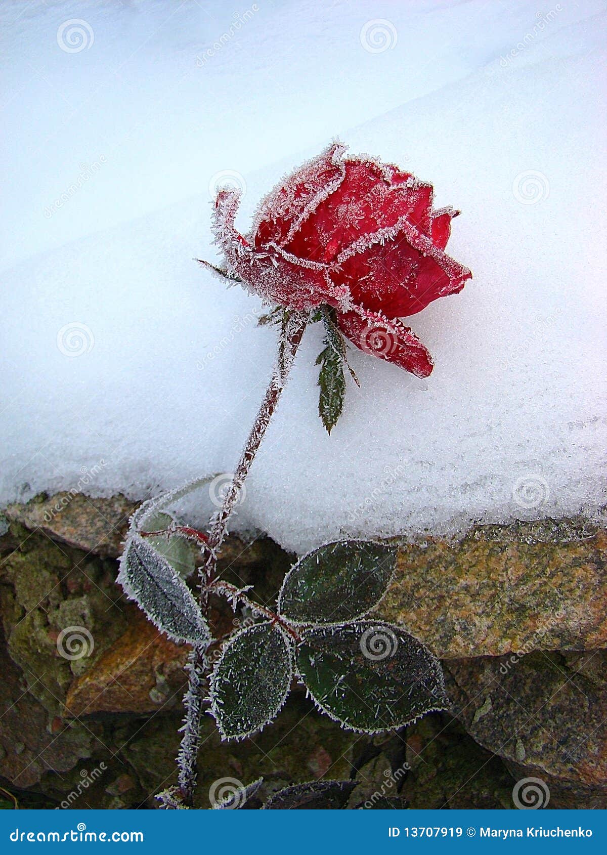 793 Icy Rose Leaves Stock Photos - Free & Royalty-Free Stock Photos ...