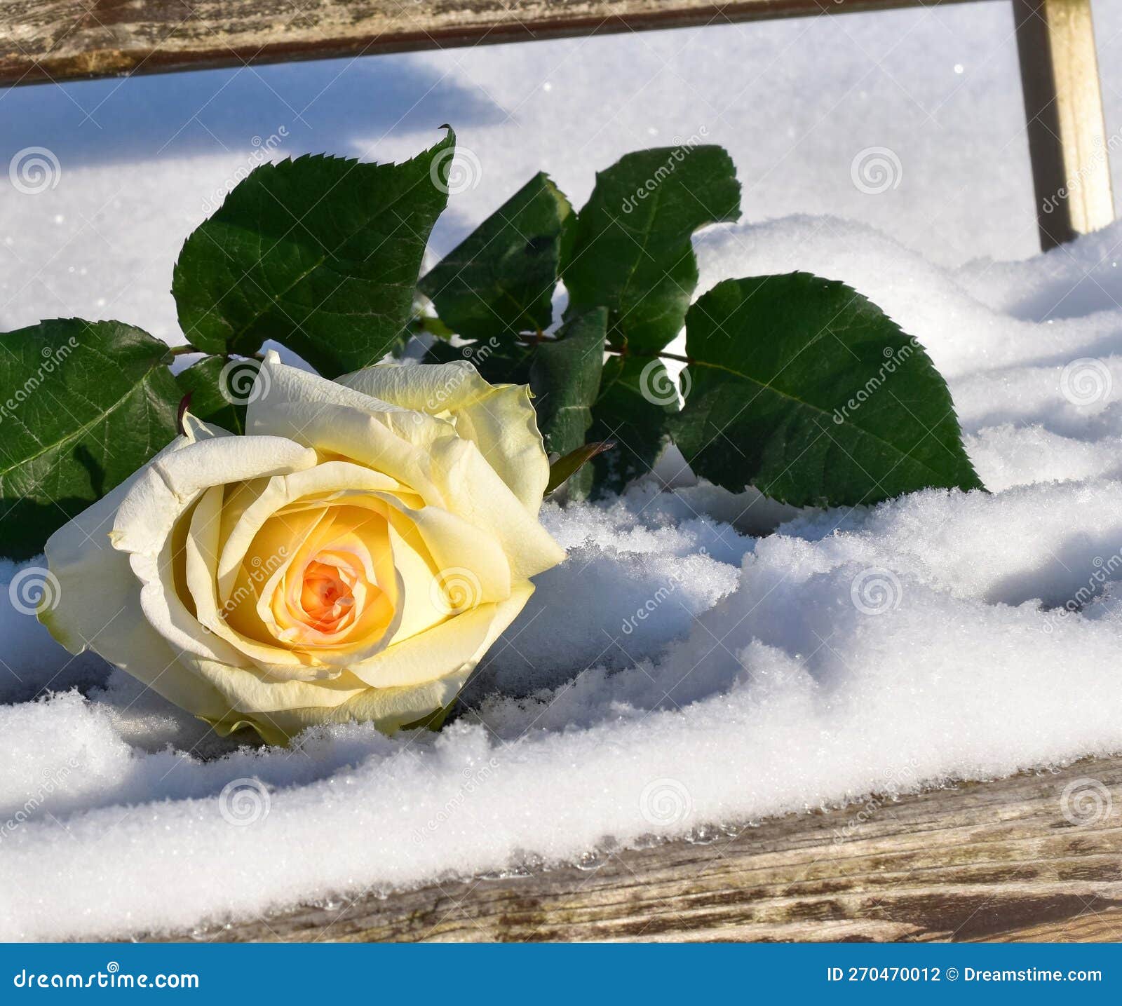 A Rose on a Snow-covered Bench Stock Photo - Image of green, background ...