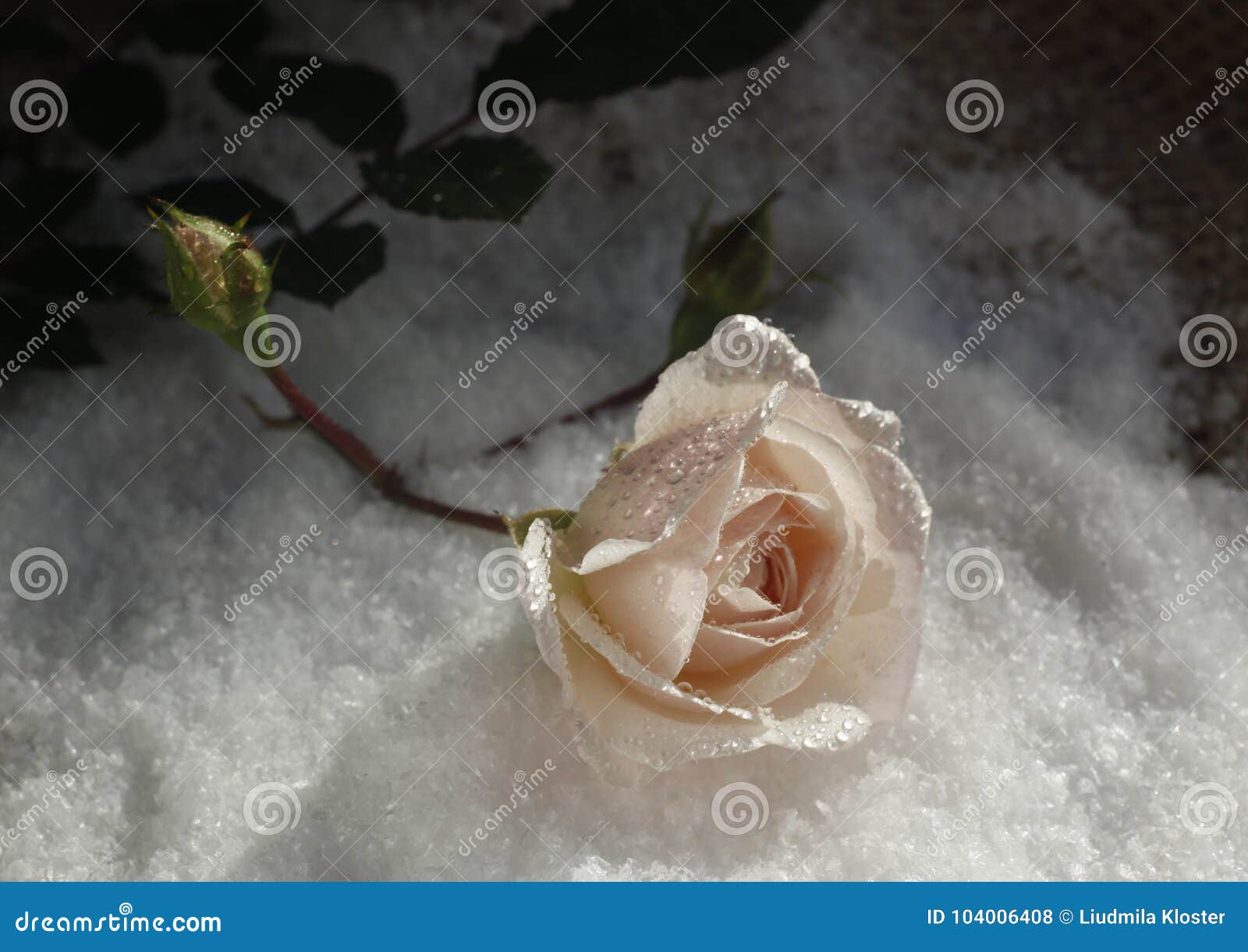 Rose in the Snow with Dew Drops Stock Photo - Image of drops, white ...