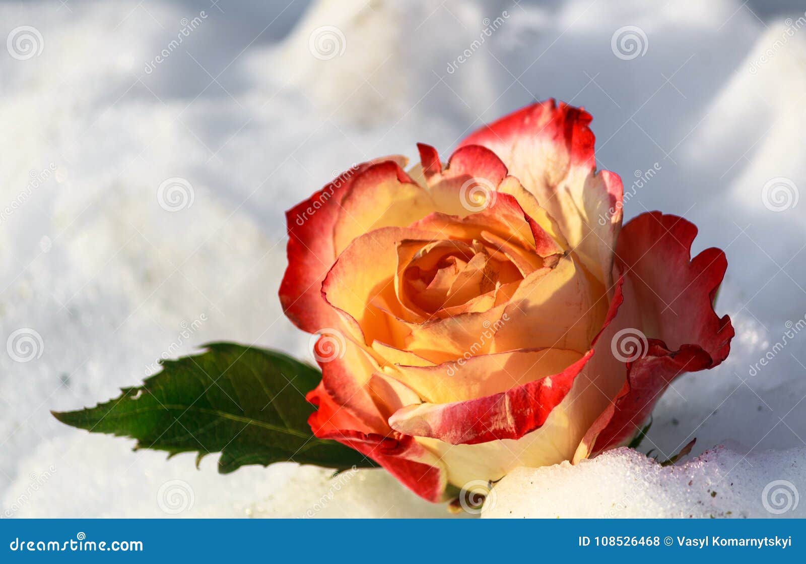 Rose in the snow stock photo. Image of beautiful, nature - 108526468