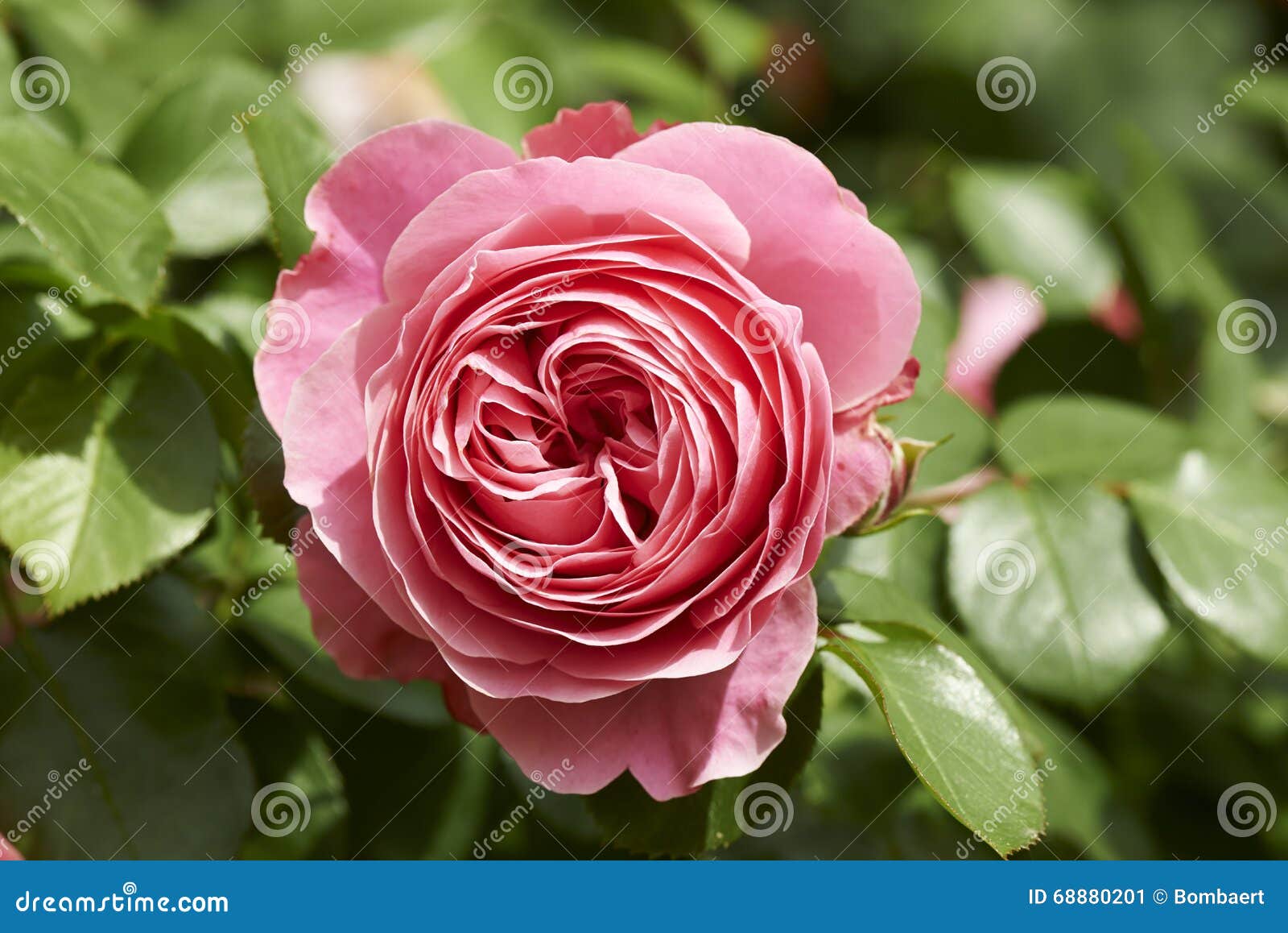 Rose soft pastel Pink stock image. Image of colored, vegetable - 68880201