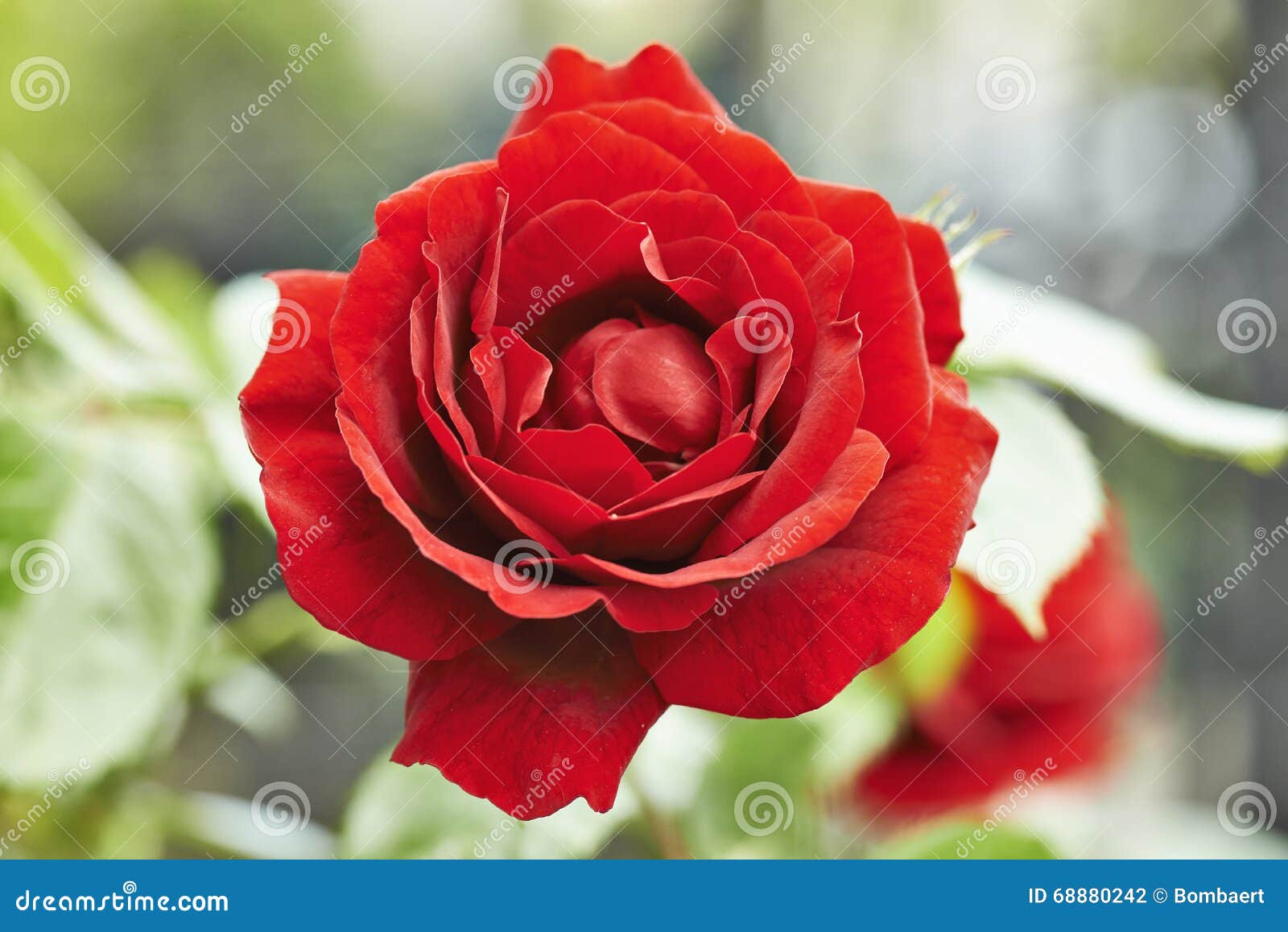 Rose soft pastel Red stock photo. Image of backgrounds - 68880242