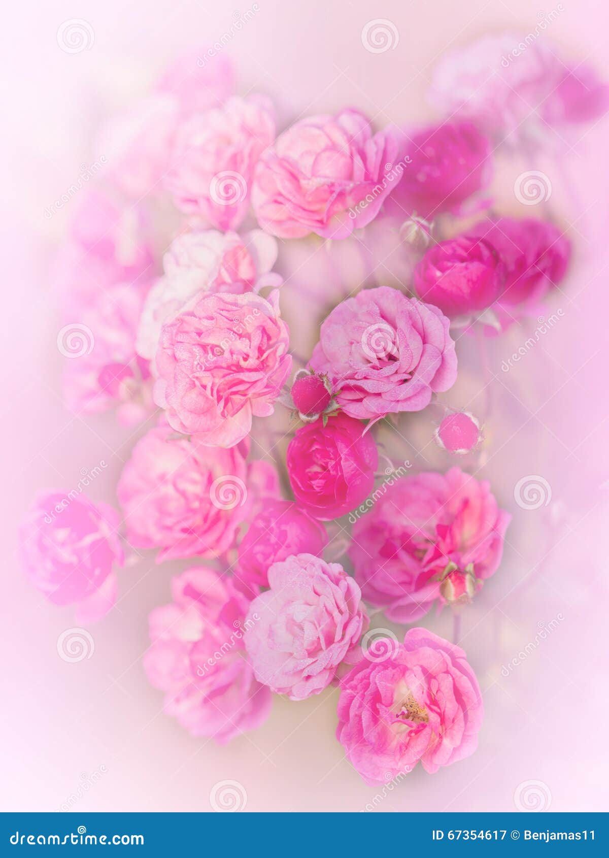 Red Rose In Soft Focus On Buff Background Royalty-Free Stock ...