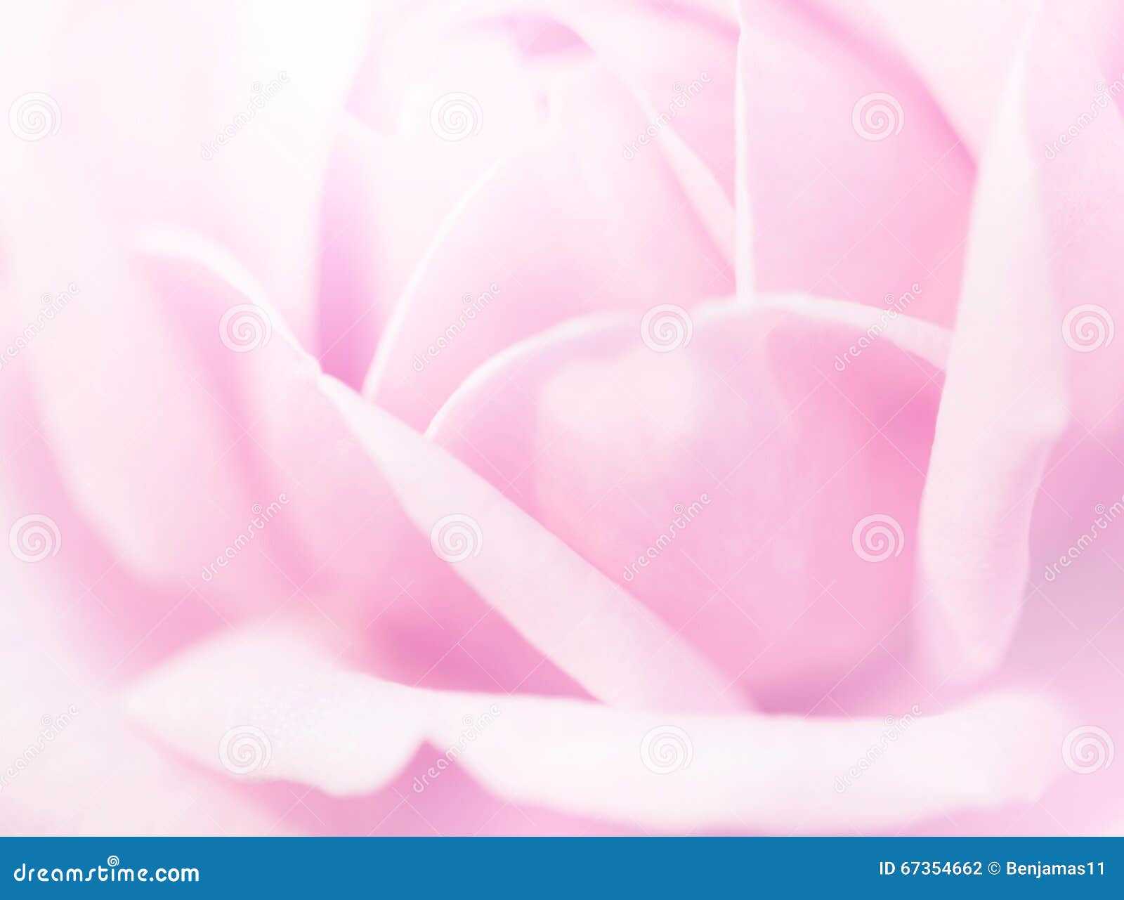 Red Rose In Soft Focus On Buff Background Royalty-Free Stock ...