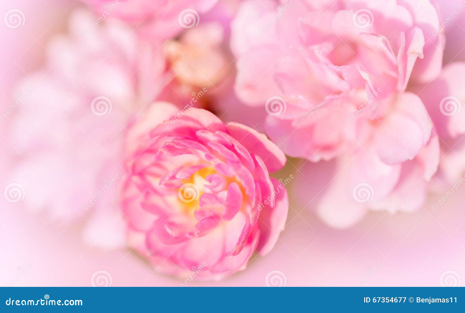 Red Rose In Soft Focus On Buff Background Royalty-Free Stock ...