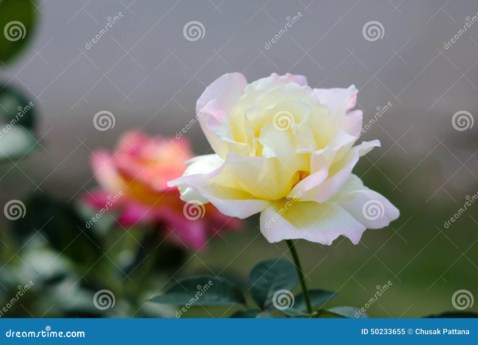 Rose stock image. Image of nature, flower, petal, romance - 50233655