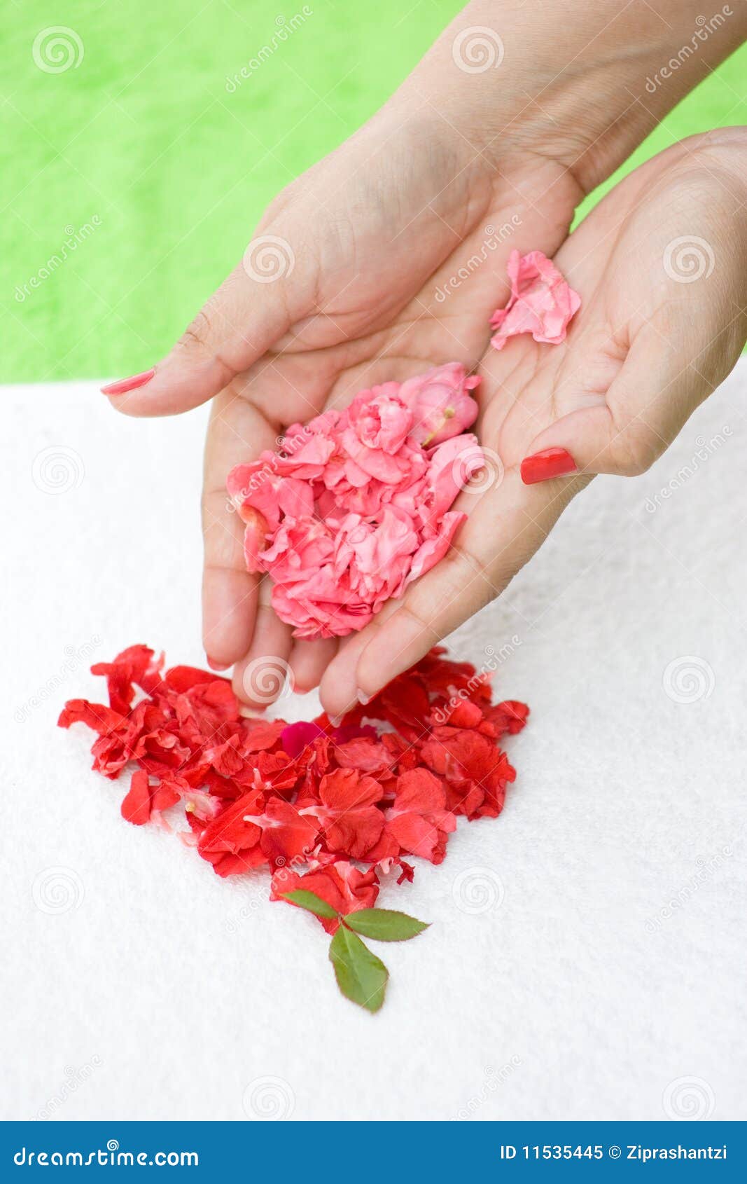 Rose spa stock image. Image of hand, hands, essential - 11535445