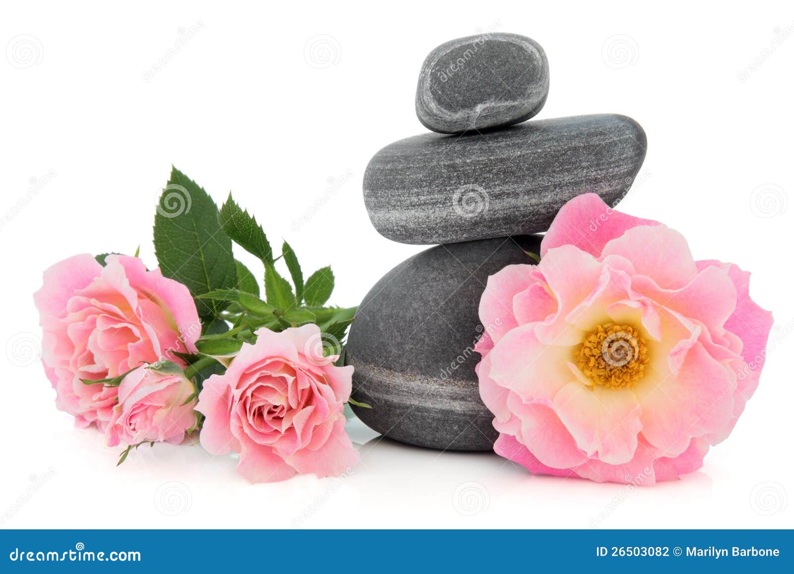 Rose Spa Beauty stock photo. Image of sabi, quiet, beauty - 26503082