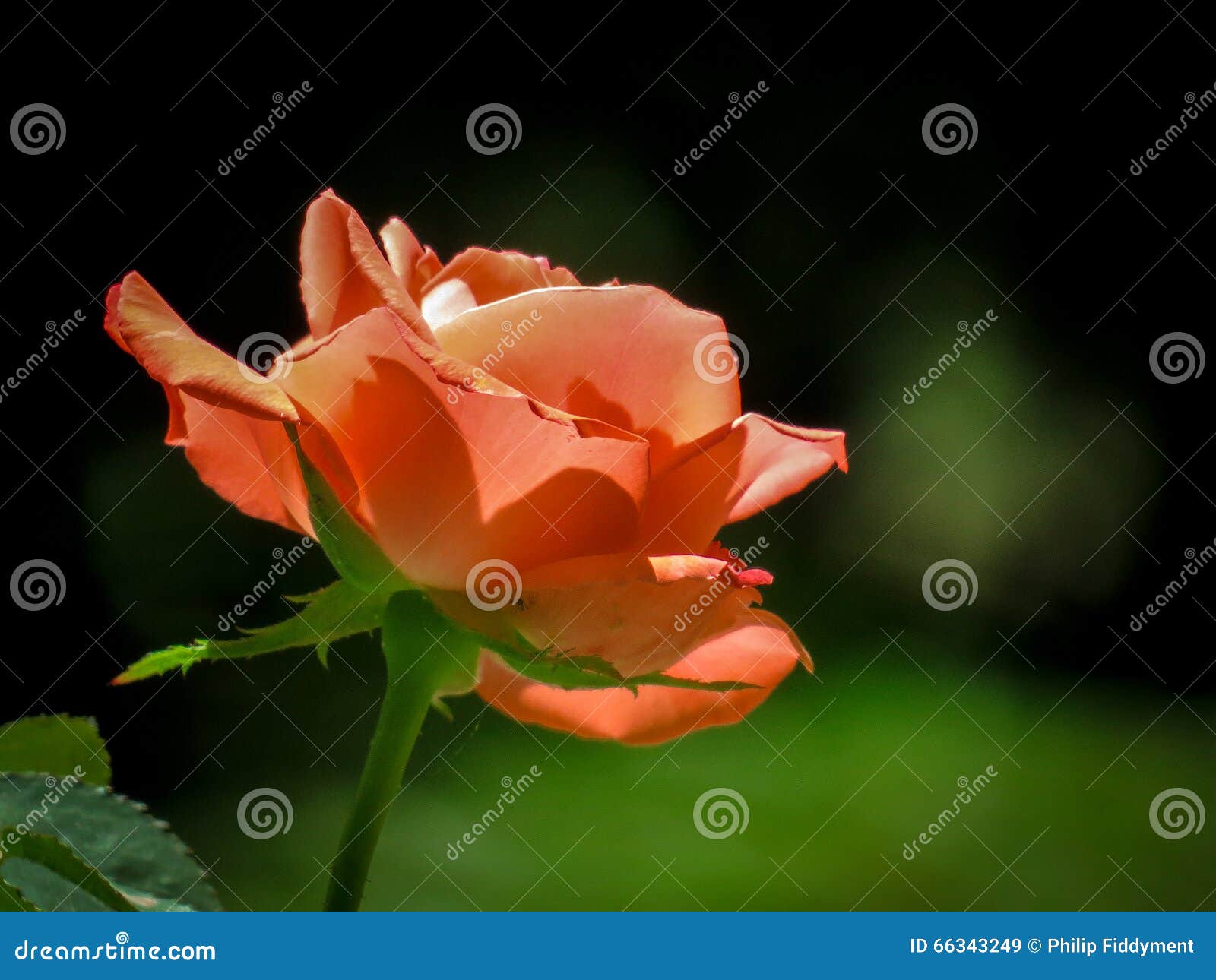Rose in Spain stock image. Image of spain, pink, park - 66343249
