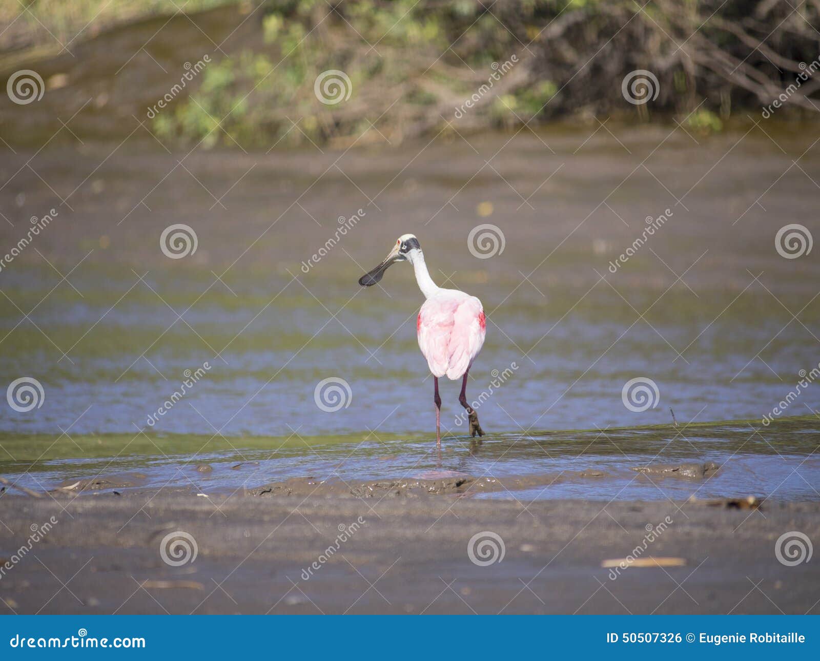 Rose Spoonbill Fishing in Marsh Stock Photo - Image of national, park ...