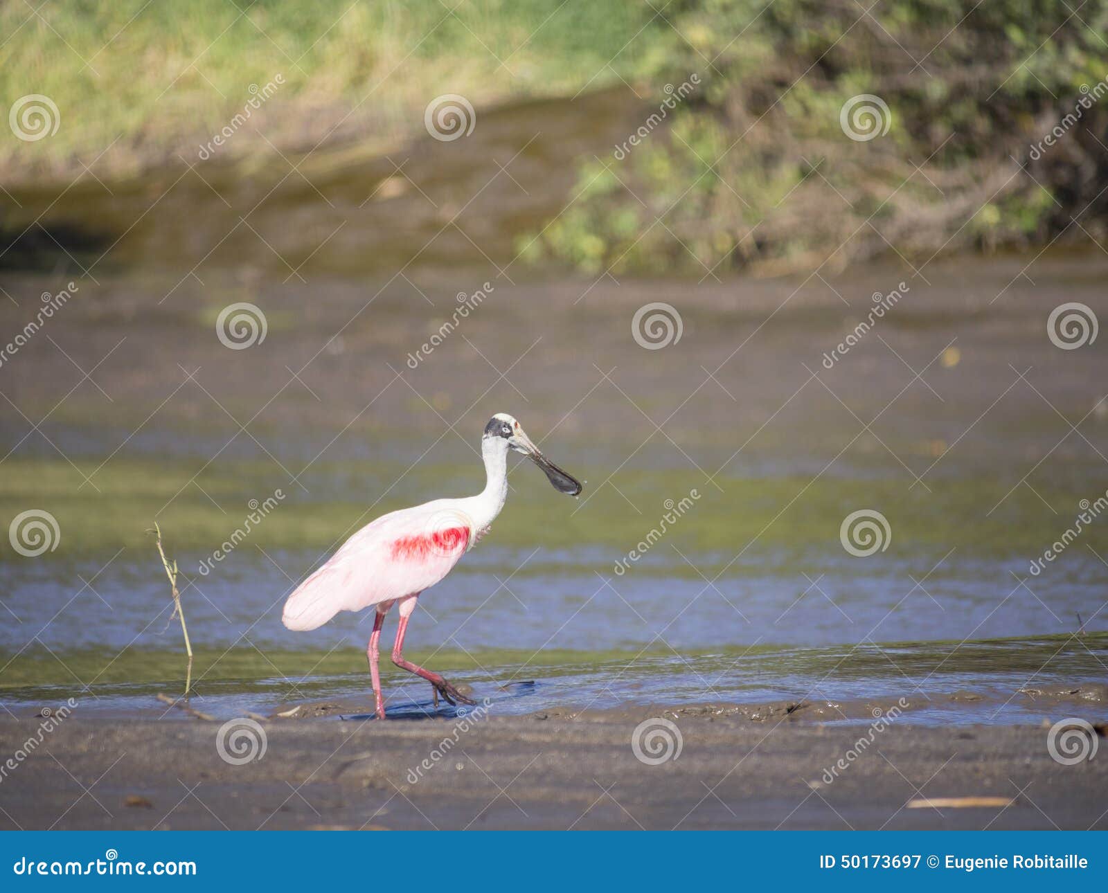 Rose Spoonbill Fishing in Marsh Stock Image - Image of water, verde ...