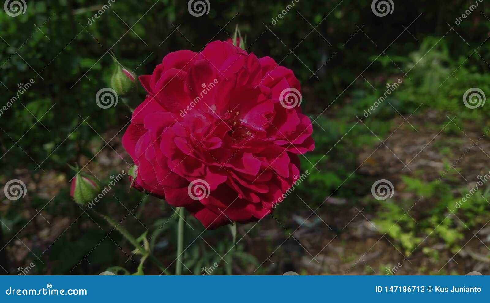Rose Spring Flower in Red Colour Stock Image - Image of flower, spring ...
