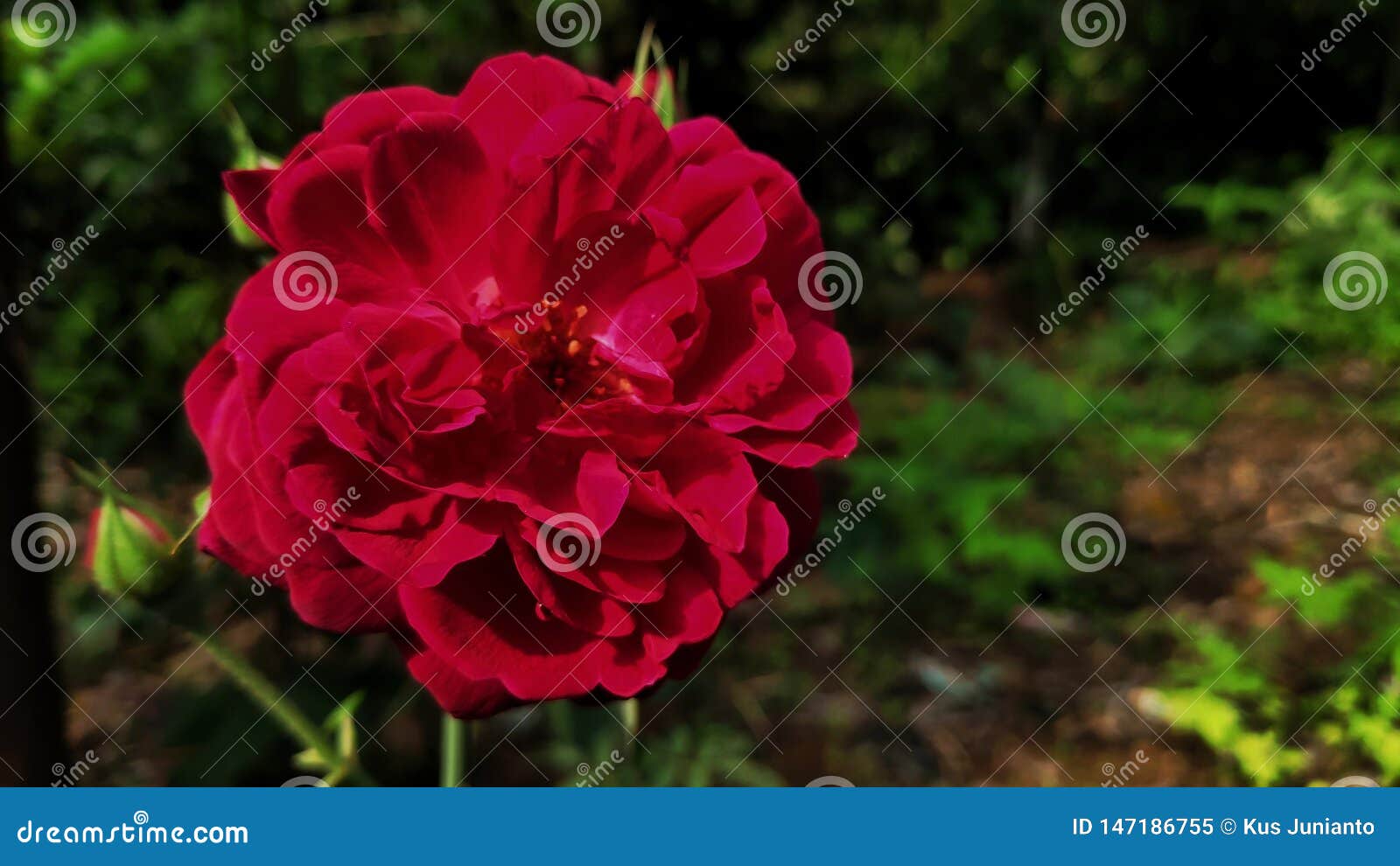Rose Spring Flower in Red Colour Stock Image - Image of rose, flower ...