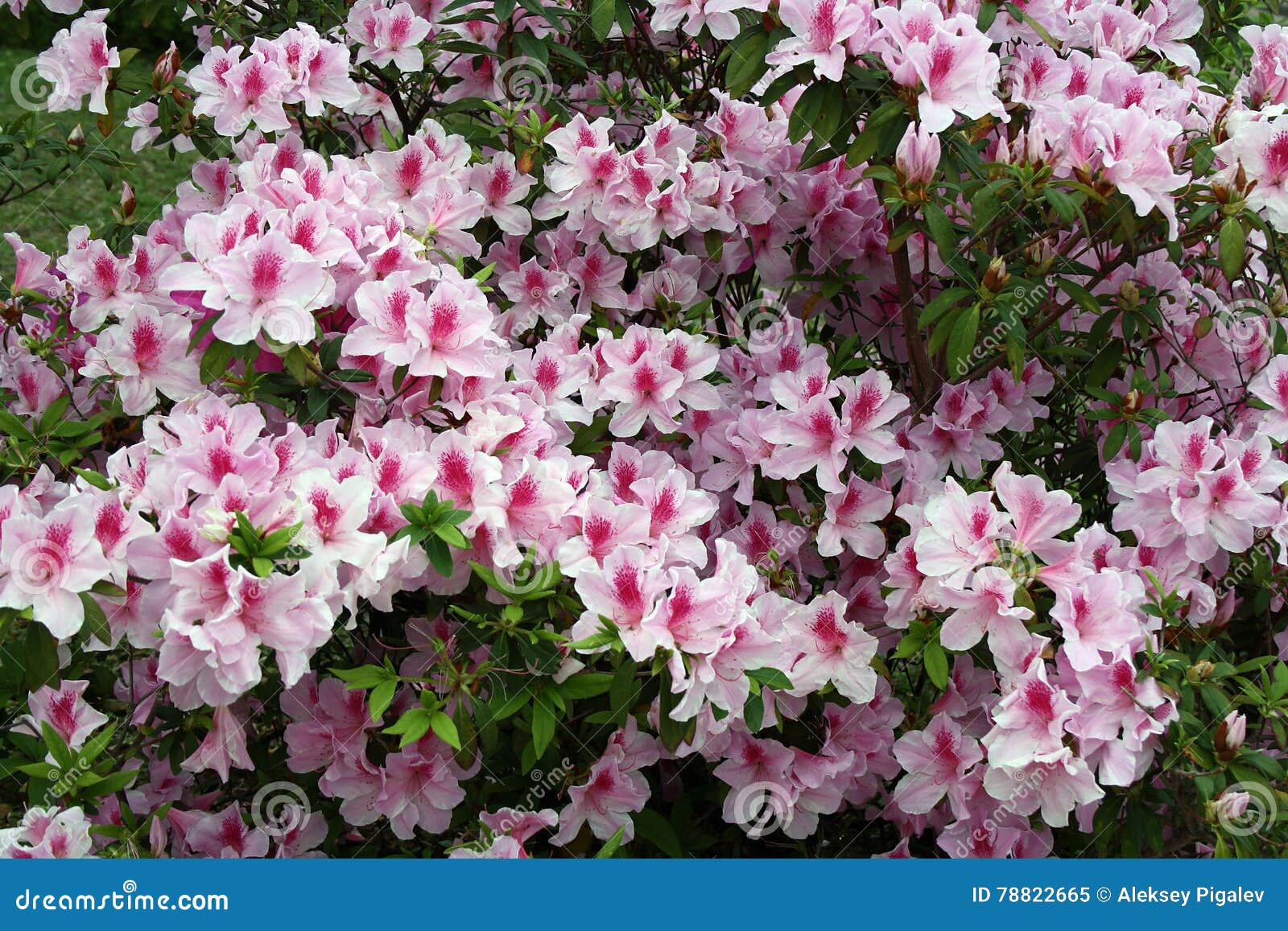 Rose Spring Star stock image. Image of vegetation, selection - 78822665