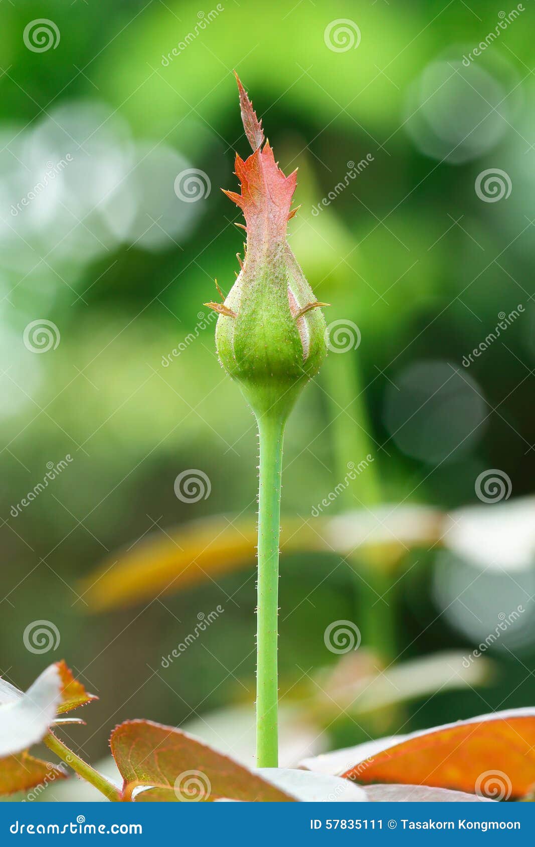 Rose sprout for pattern stock image. Image of bokeh, flora - 57835111