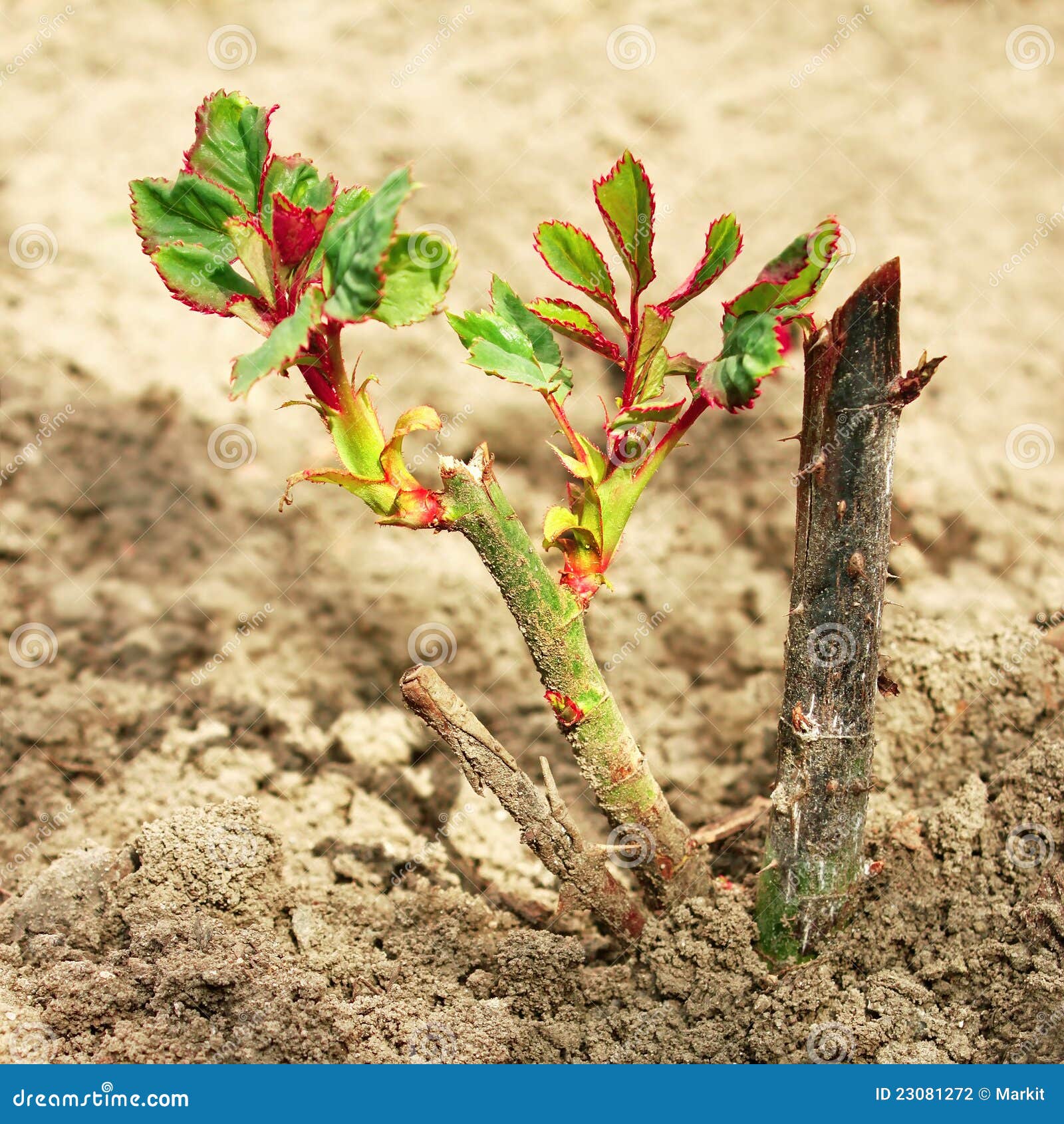Rose sprouts in spring stock photo. Image of delicate - 23081272