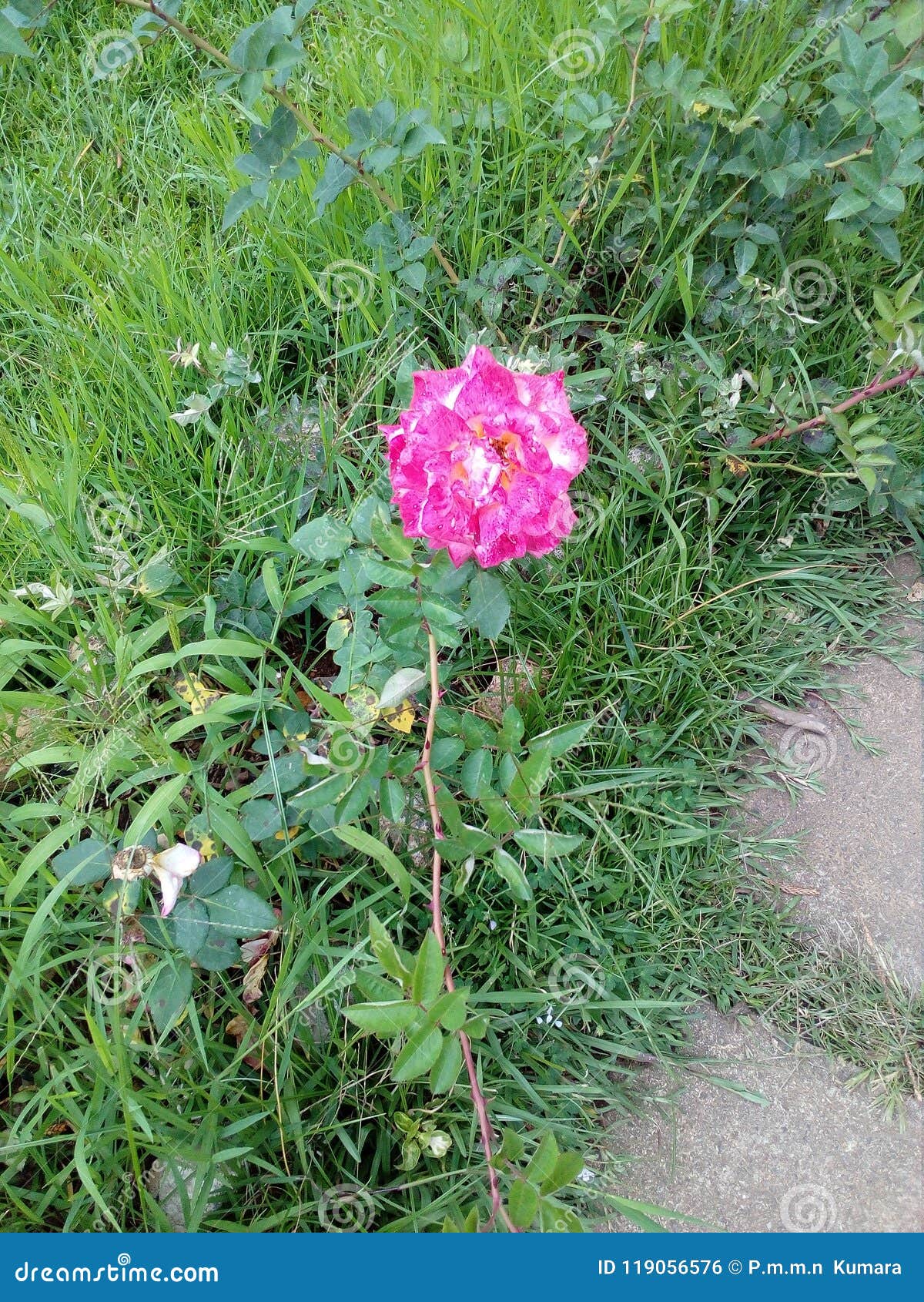 Rose sri lanka stock photo. Image of garden, nature - 119056576