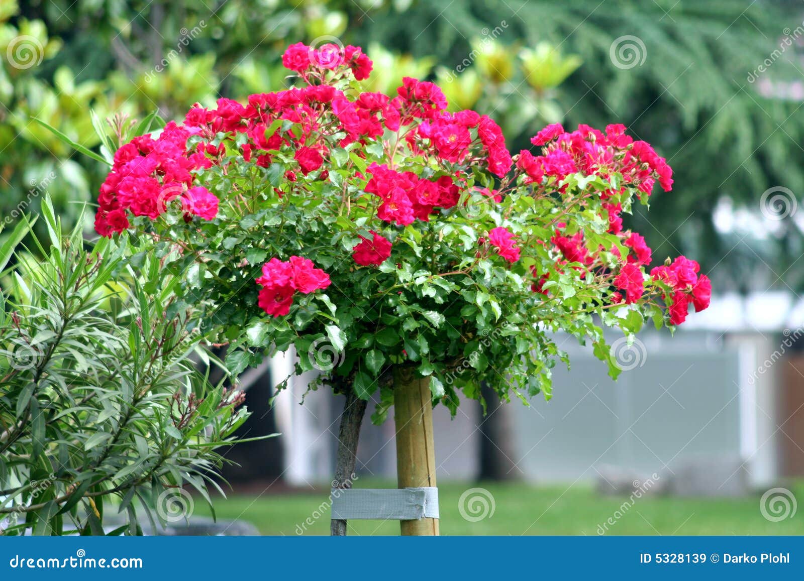 Rose on the stalk stock image. Image of park, rosa, rose - 5328139
