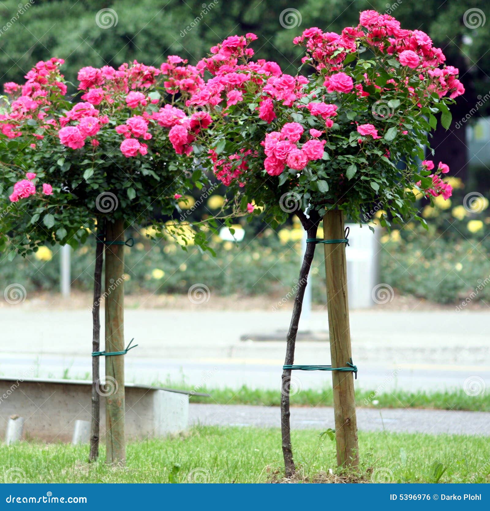 Rose on the stalk stock photo. Image of pink, green, botany - 5396976