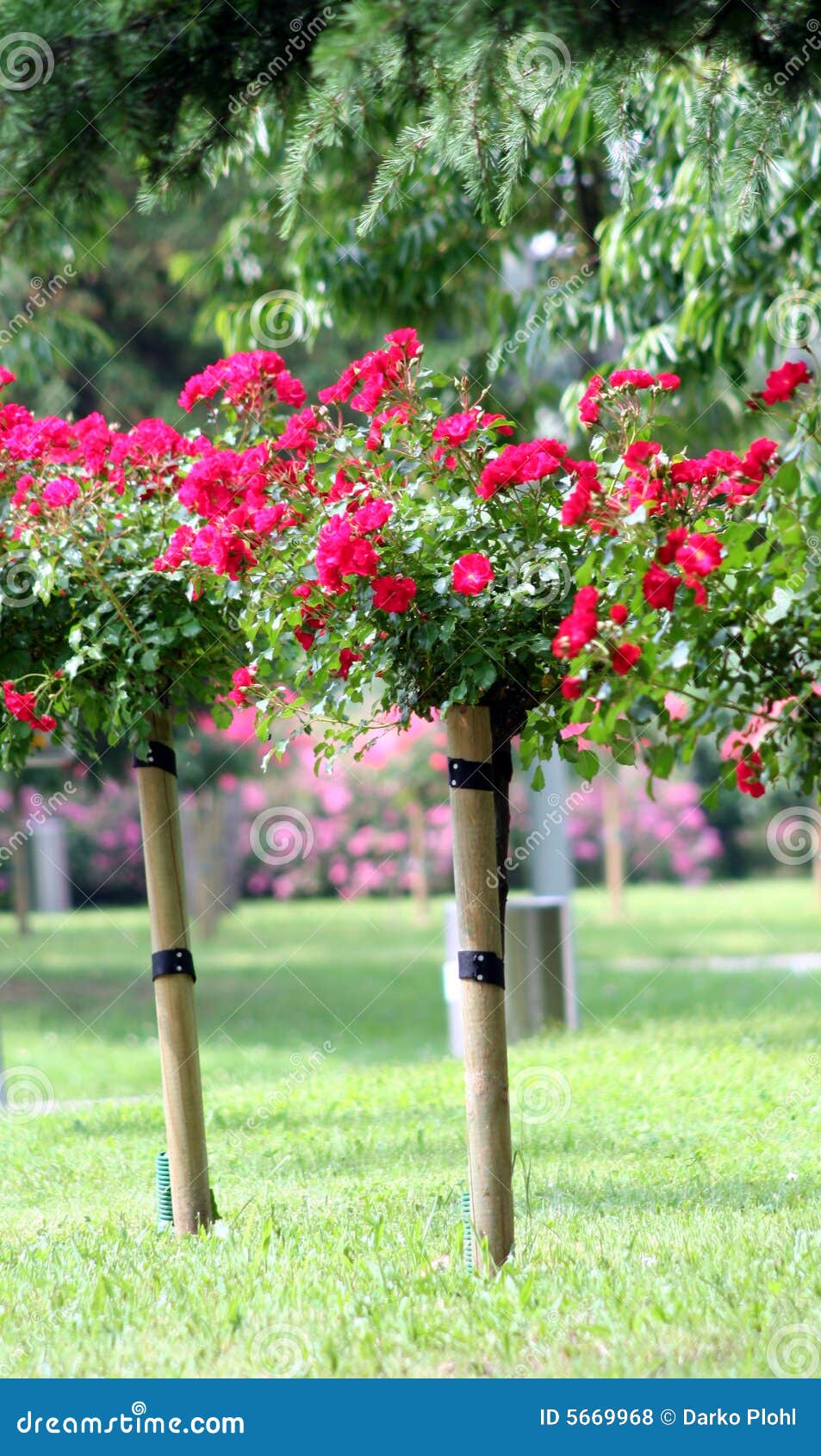 Rose On The Stalk Picture. Image: 5669968